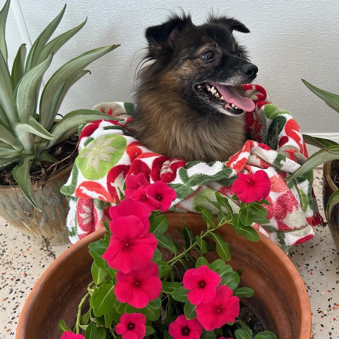 Dog for adoption - Juliette, a Pomeranian Mix in Charlotte, NC | Petfinder