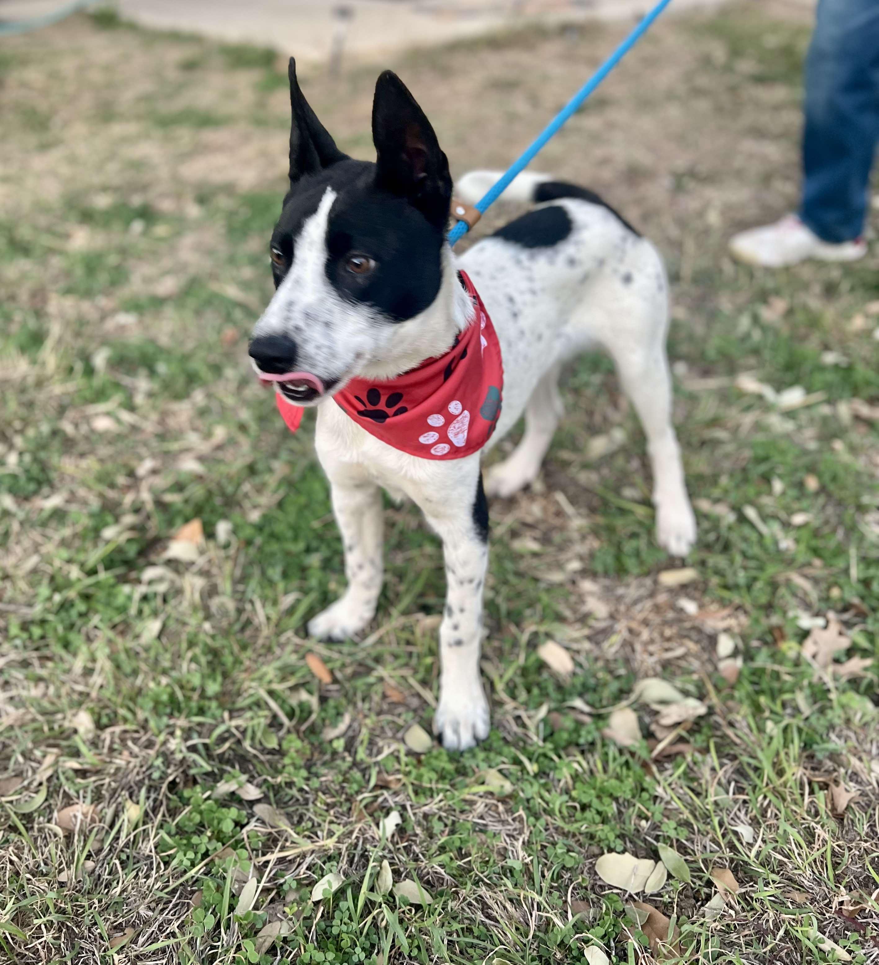 Dog for adoption - Koby, an Australian Shepherd & Australian Cattle Dog ...