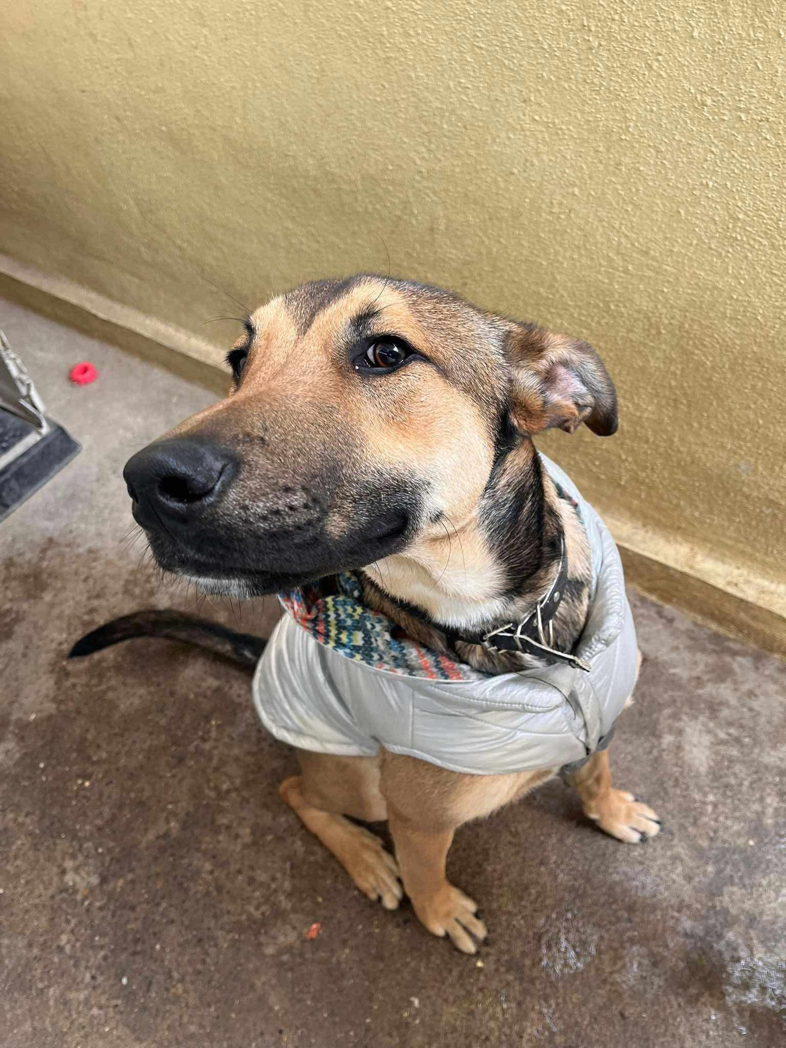 Dog for adoption - Luke, a Mixed Breed in Puyallup, WA | Petfinder