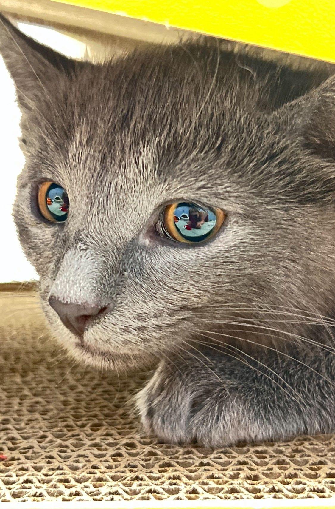 Cat for adoption - Everest, a Domestic Short Hair in Bethesda, MD ...