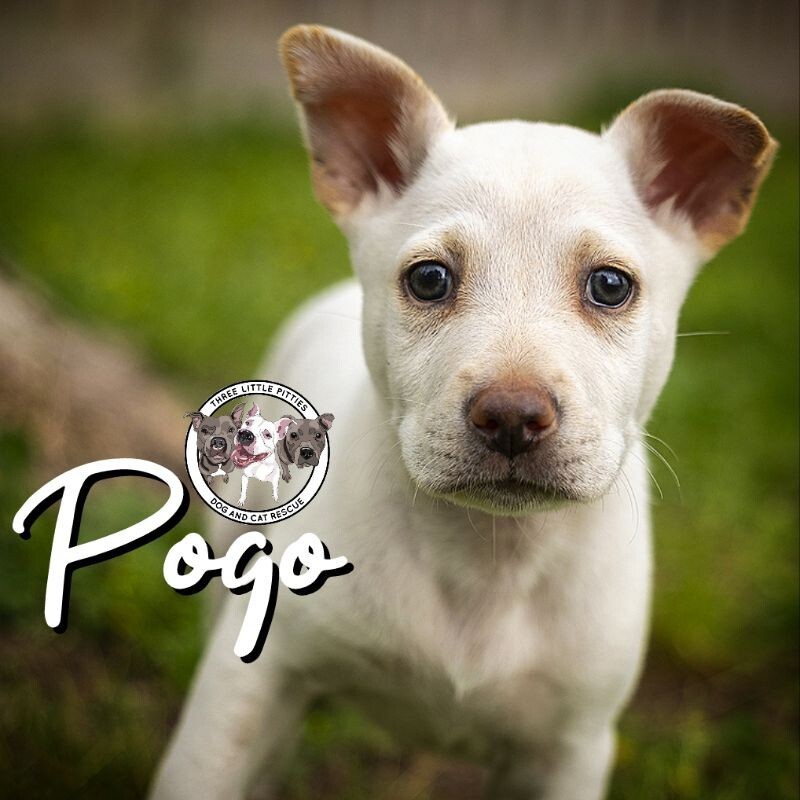 Dog for adoption - Pogo New Caney, a Mixed Breed in Cincinnati, OH ...