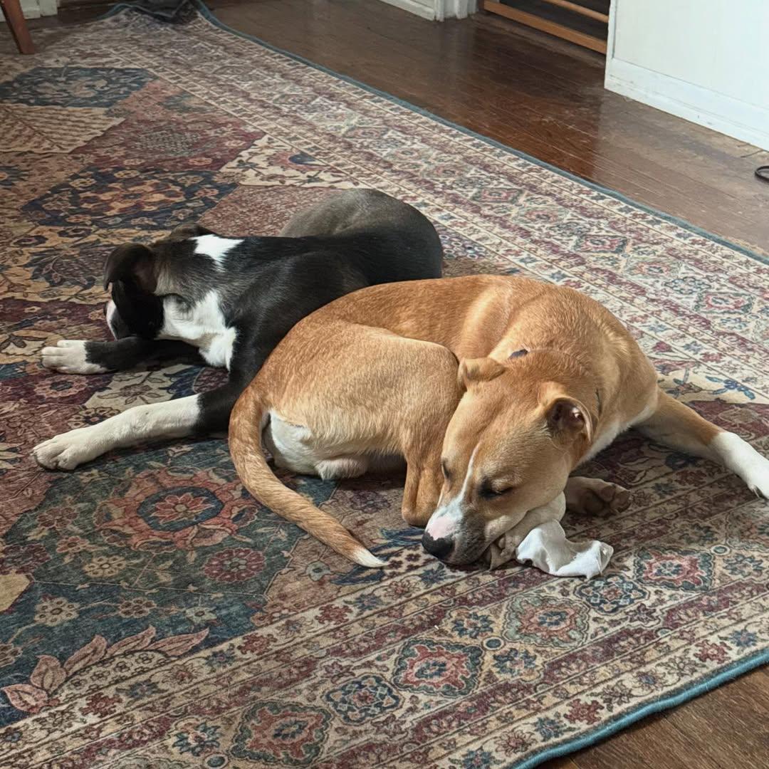 Dog for adoption - Banjo, a Pit Bull Terrier Mix in Detroit, MI | Petfinder