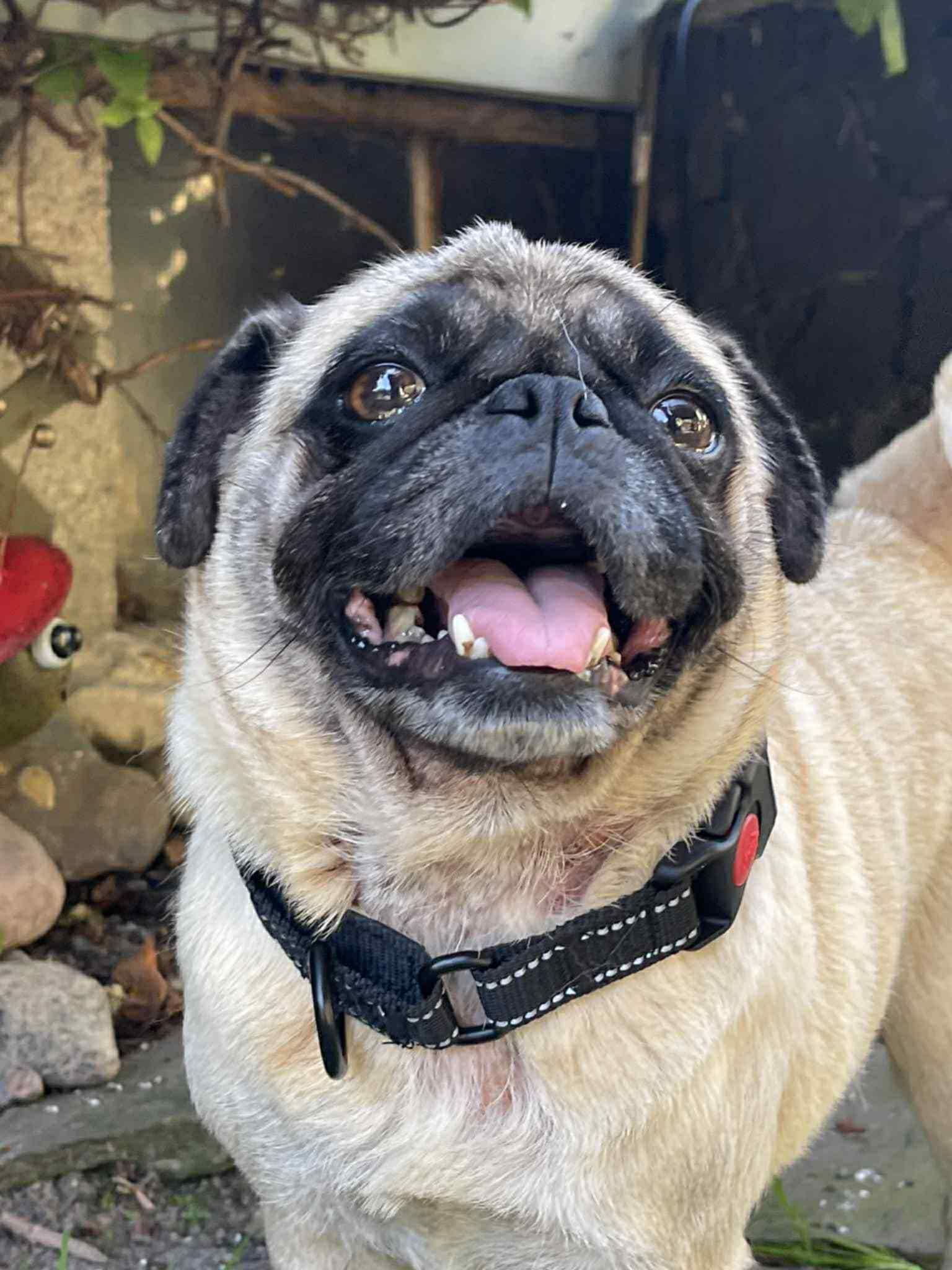 Dog for adoption - Patty, a Pug in Brunswick, ME | Petfinder