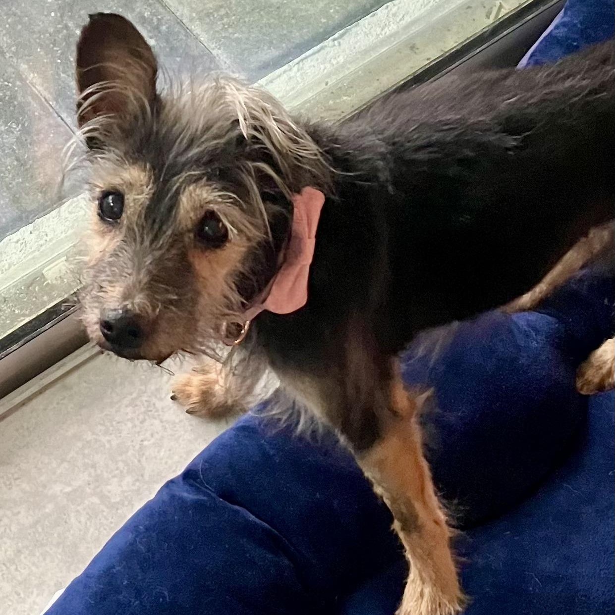 Dog for adoption - Raisin, a Yorkshire Terrier Mix in Cape Coral, FL ...