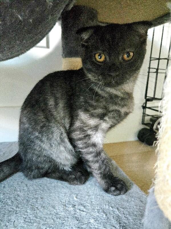 Cat for adoption - Peter Pretty Eyes, a Scottish Fold Mix in ...