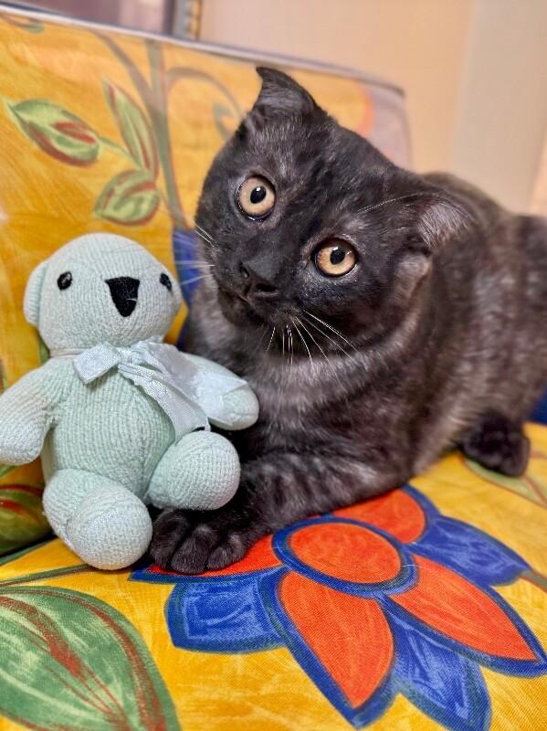Cat for adoption - Peter Pretty Eyes, a Scottish Fold Mix in ...