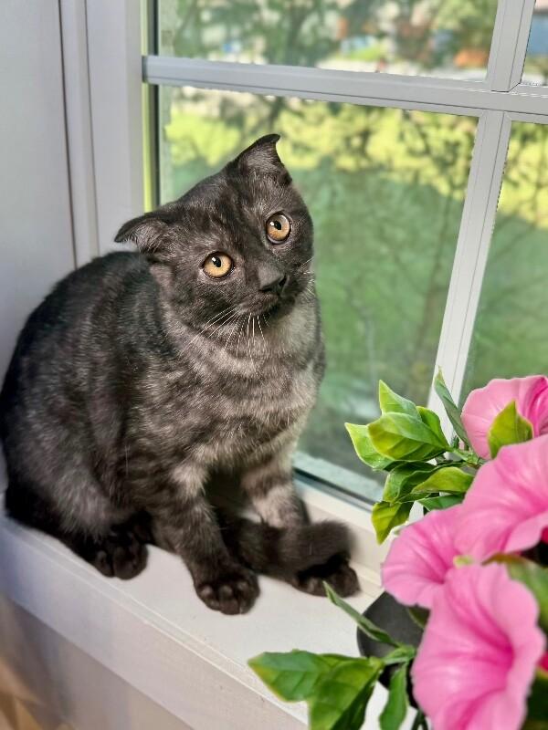 Cat for adoption - Peter Pretty Eyes, a Scottish Fold Mix in ...