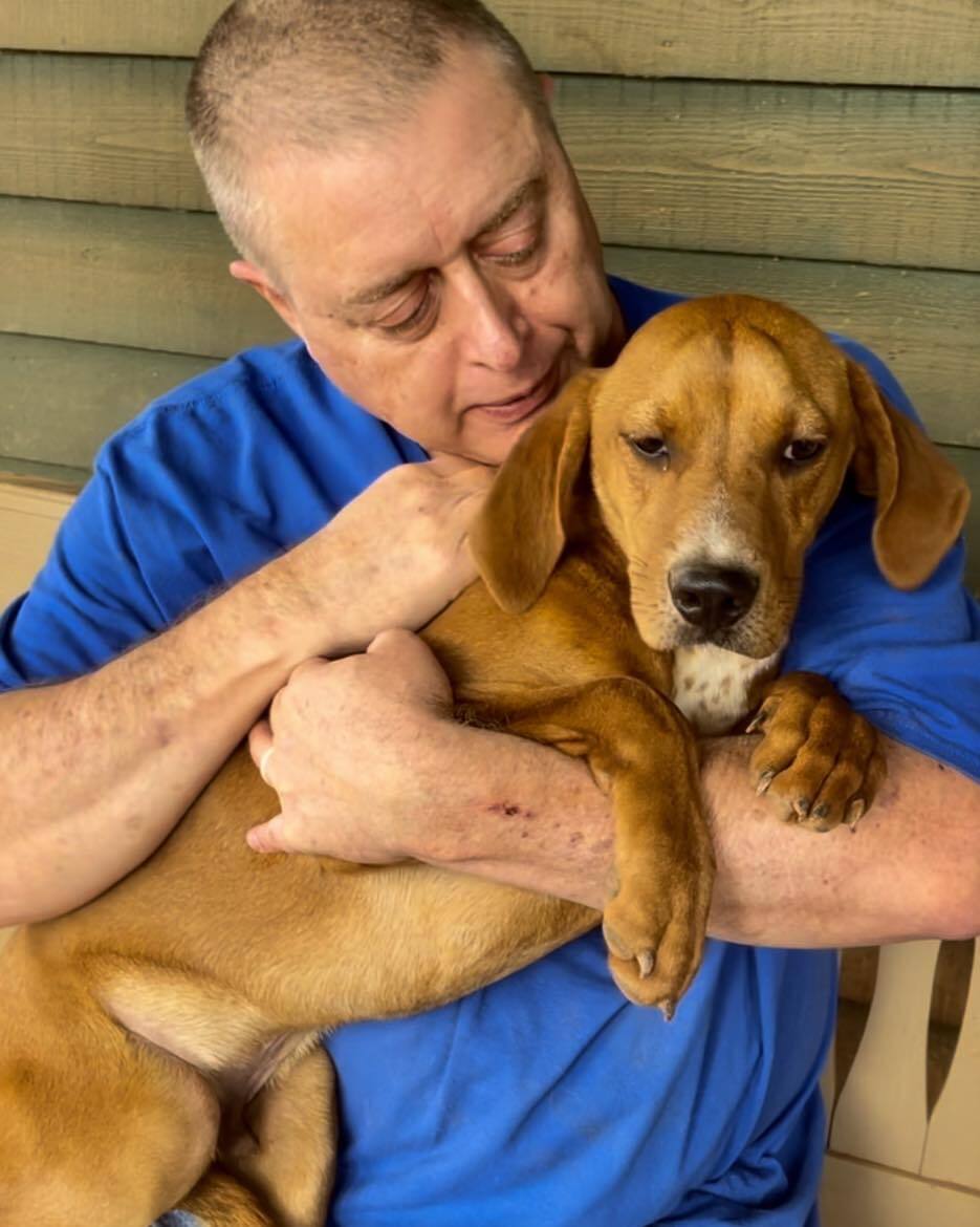 Dog for adoption - Gunnar, a Treeing Walker Coonhound & Labrador ...