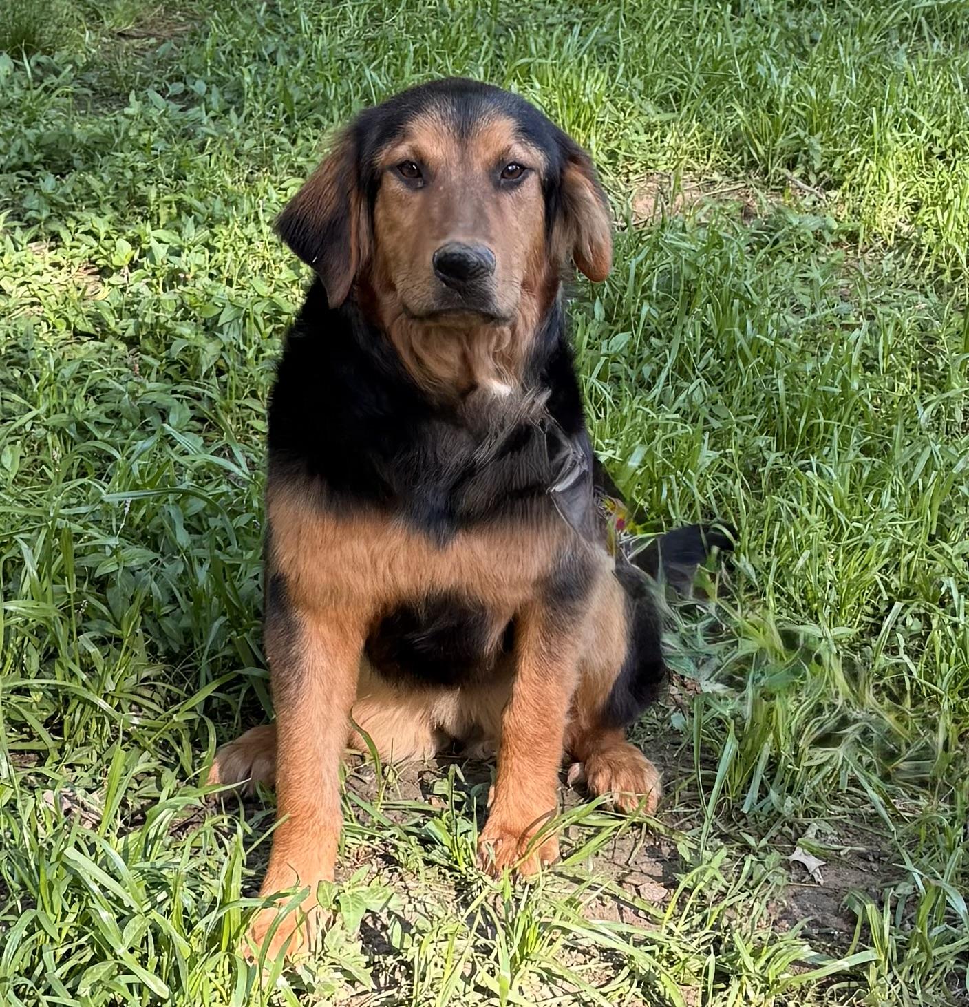 Dog for adoption - Bruges - LOVES water, a Golden Retriever & Labrador ...