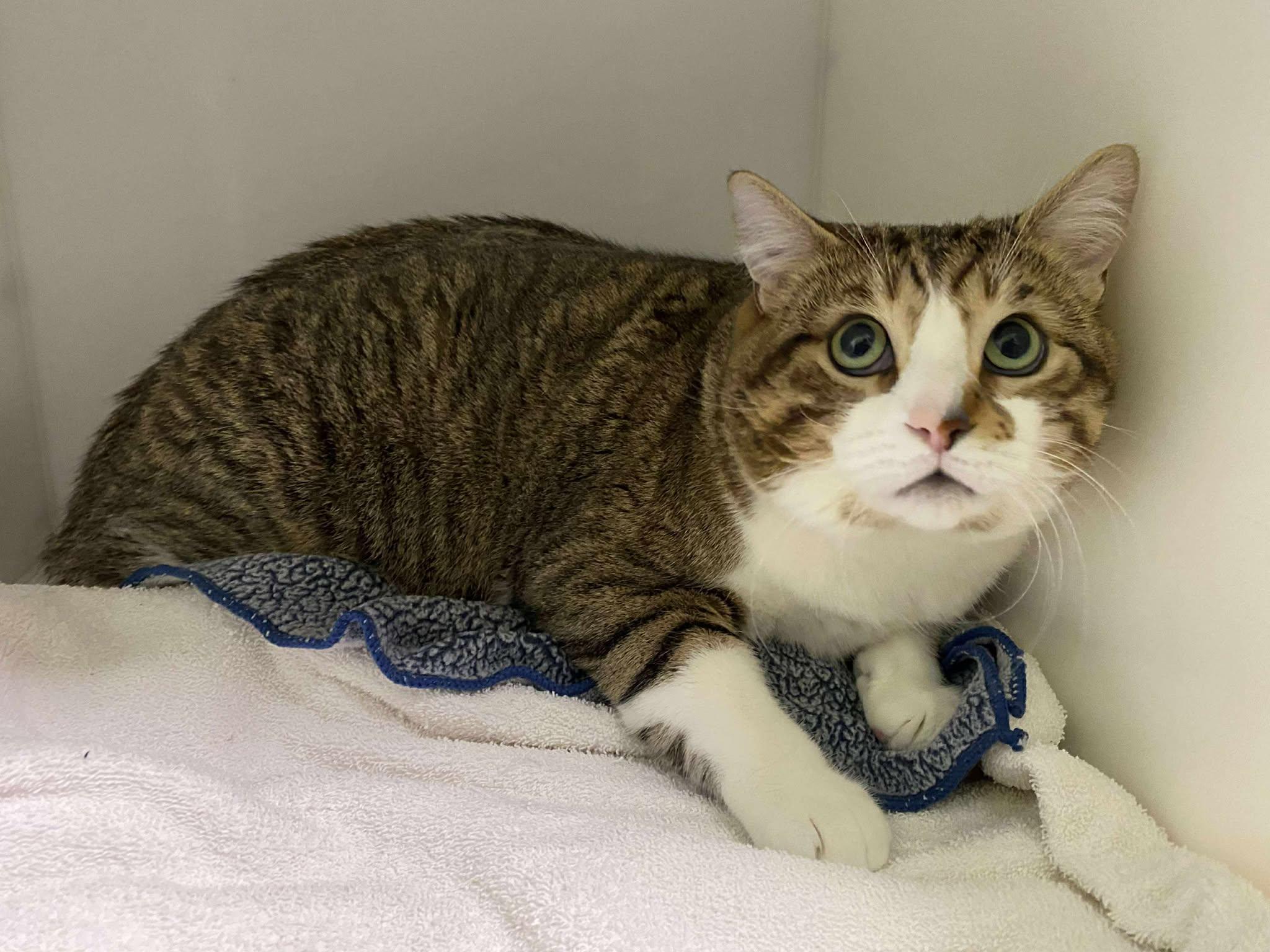 Cat for adoption - FARAON, a Domestic Short Hair in Delson, QC | Petfinder