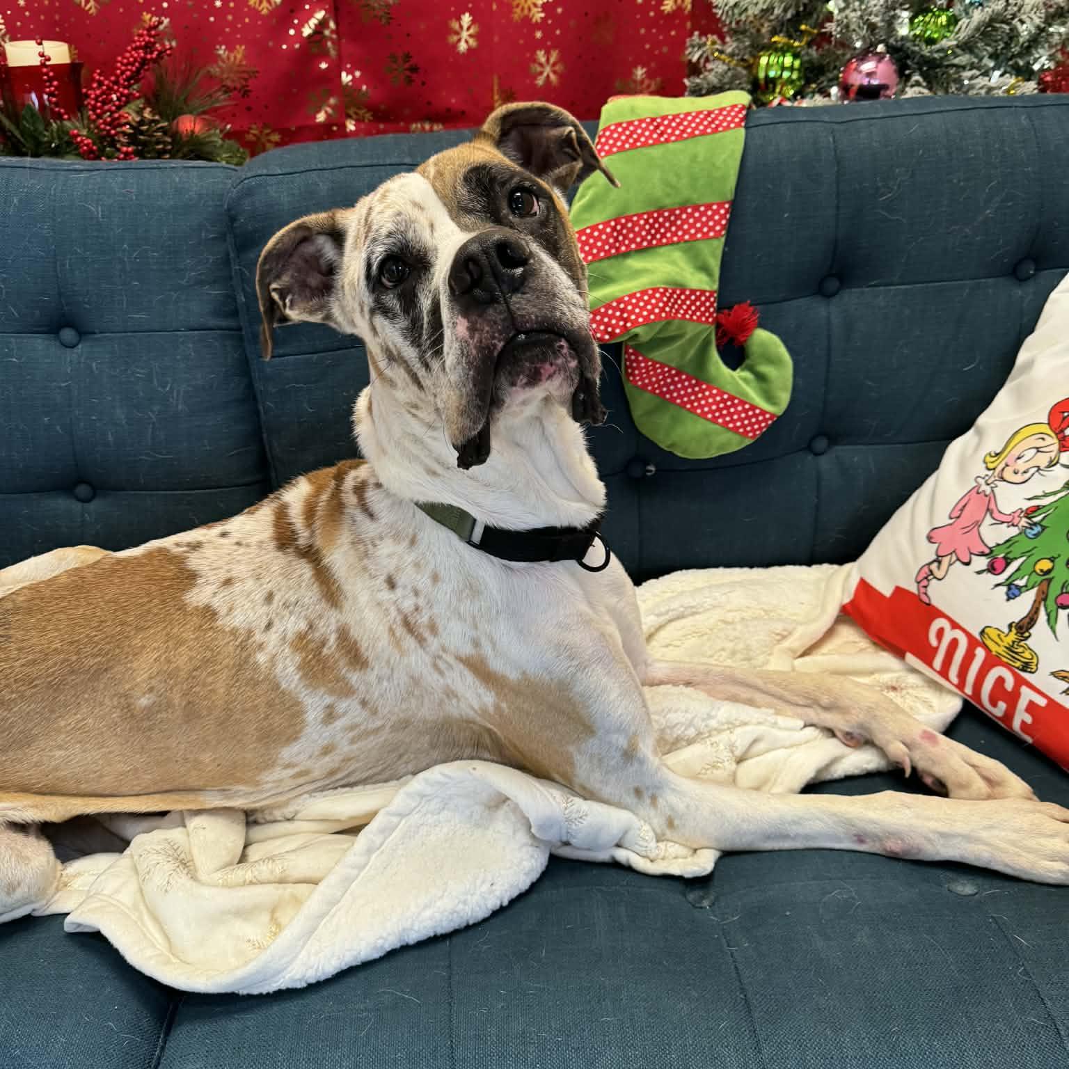 Moo-Moo - Adoptable Pet | Petfinder | Petfinder