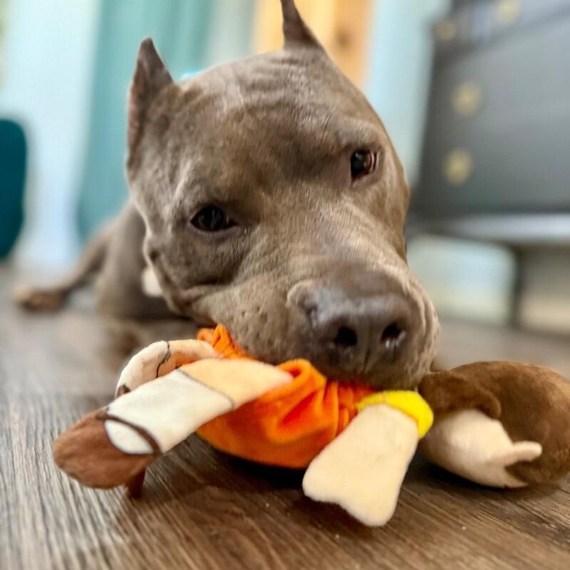 Dog for adoption - Blu True best friend to you, an American Bulldog ...