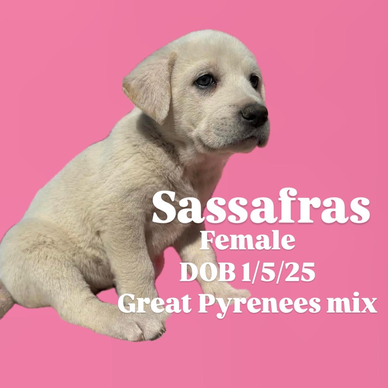 Dog for adoption - Sassafras, a Great Pyrenees Mix in Butte, MT | Petfinder