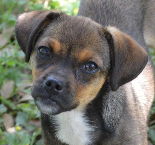 Dog for adoption - Jamoca, a Pug & Border Terrier Mix in East Hartford ...