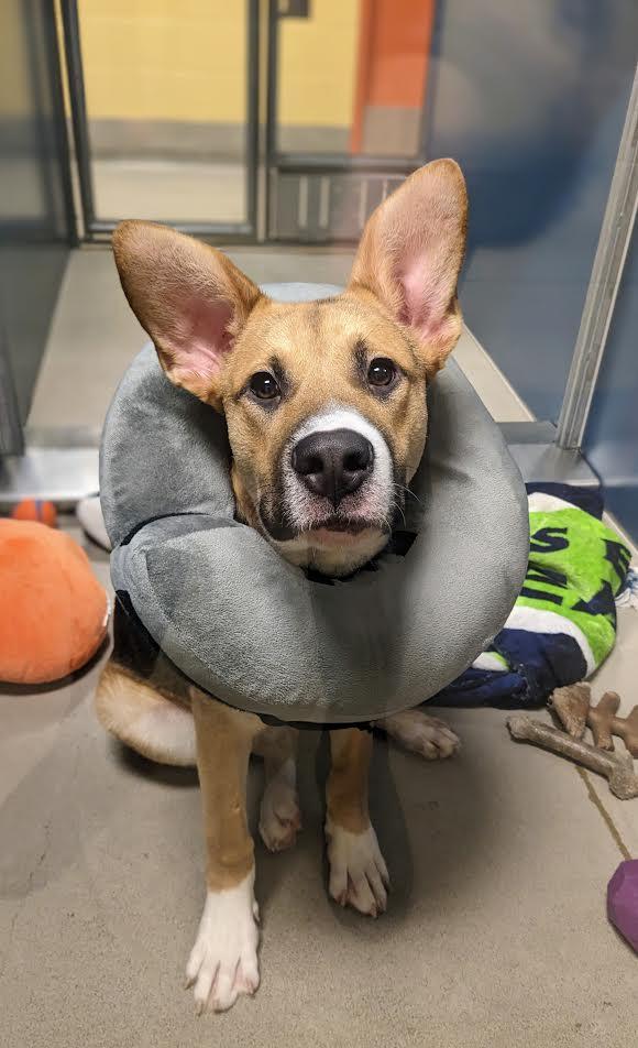 ADOPT - Whatcom Humane Society