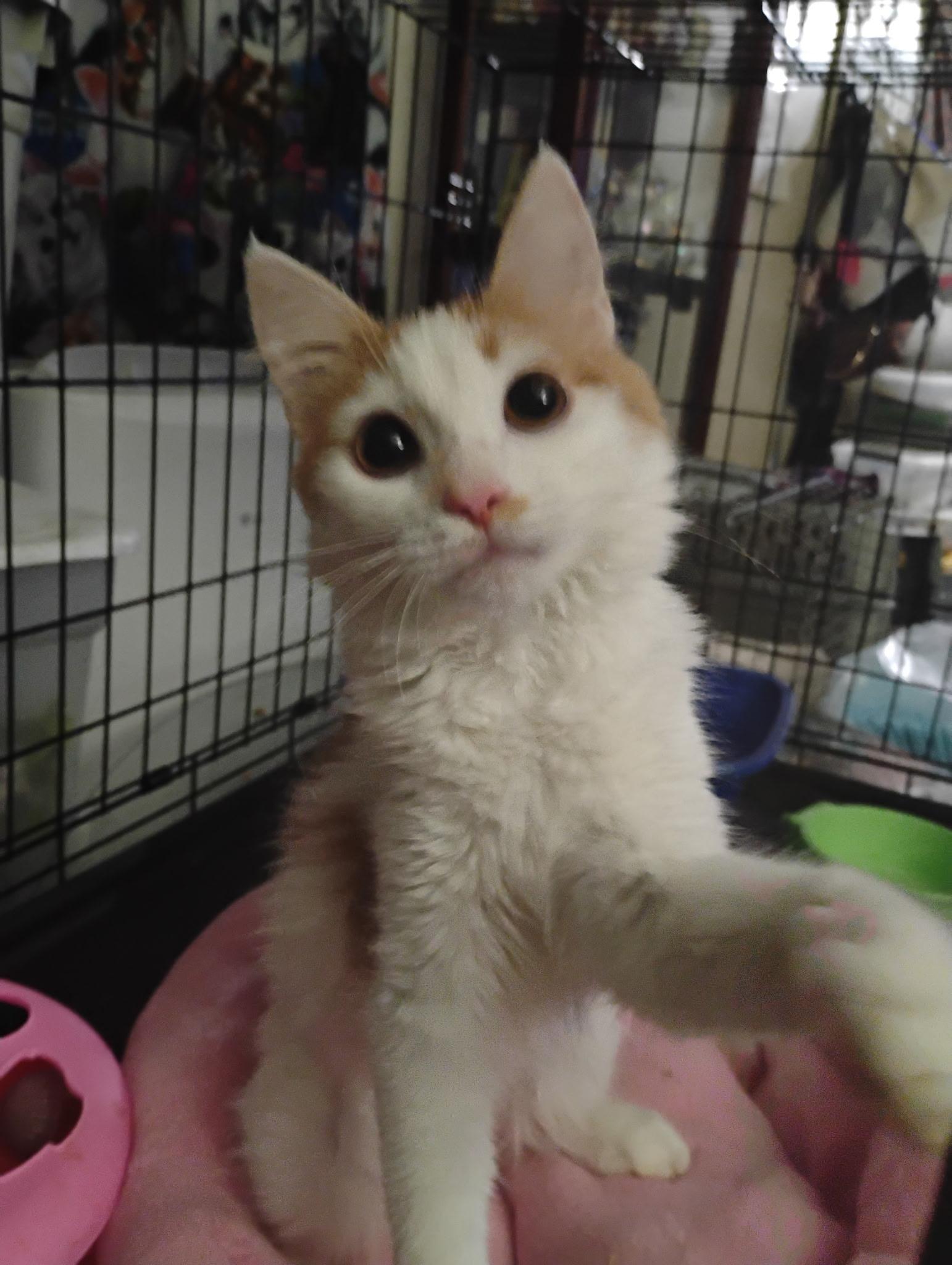 Cat for adoption - Chomper ( Kat ), a Domestic Long Hair & Maine Coon ...