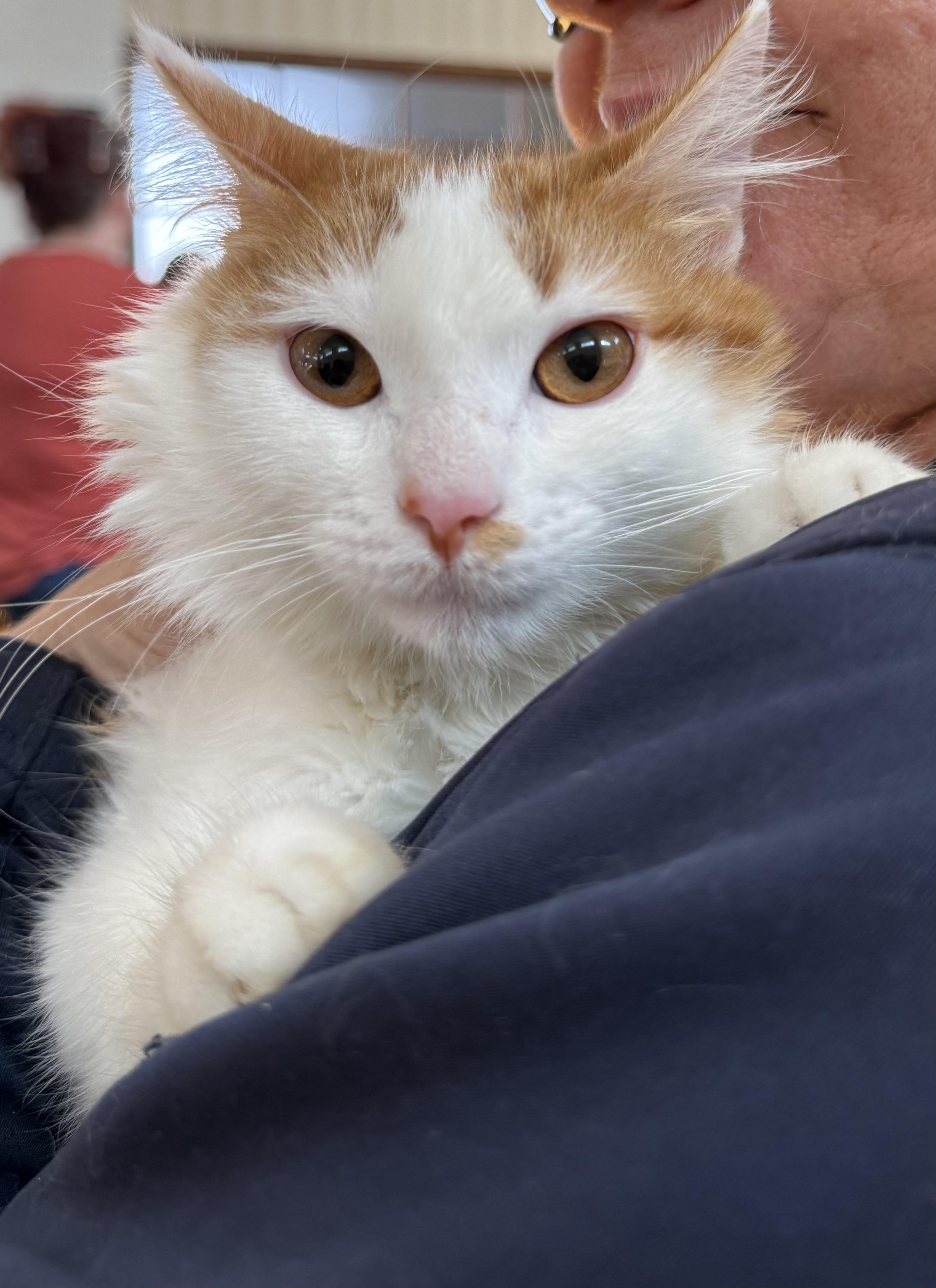 Cat for adoption - Chomper ( Kat ), a Domestic Long Hair & Maine Coon ...