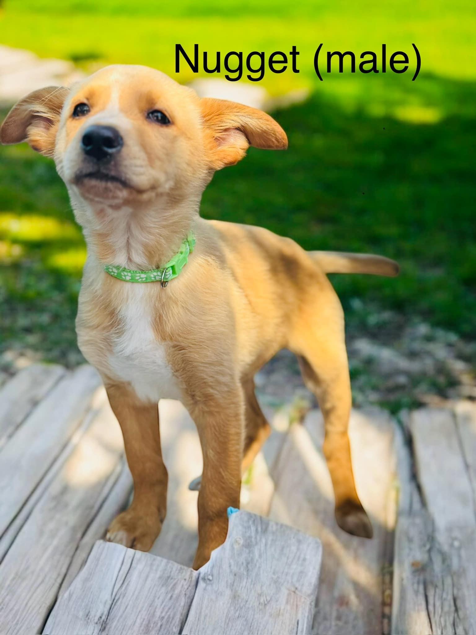 Dog for adoption - Nugget, a Retriever in Bloomington, MN | Petfinder