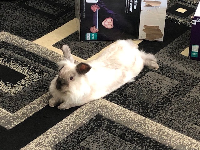 Rabbit for adoption - Brandy & Francesca, a Lionhead in Los Angeles, CA ...