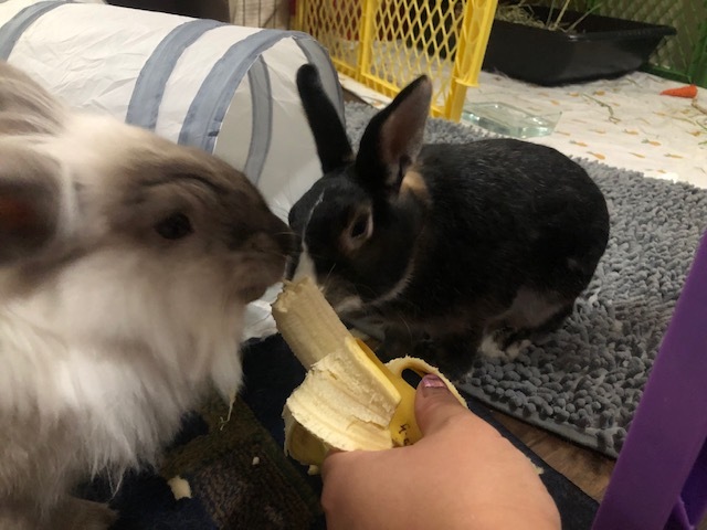 Rabbit for adoption - Brandy & Francesca, a Lionhead in Los Angeles, CA ...