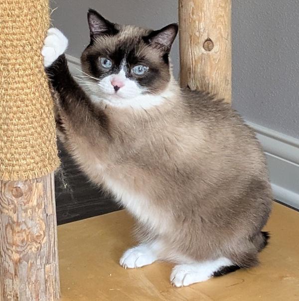 Cat for adoption - LILI BUG, a Manx & Snowshoe Mix in Mequon, WI ...