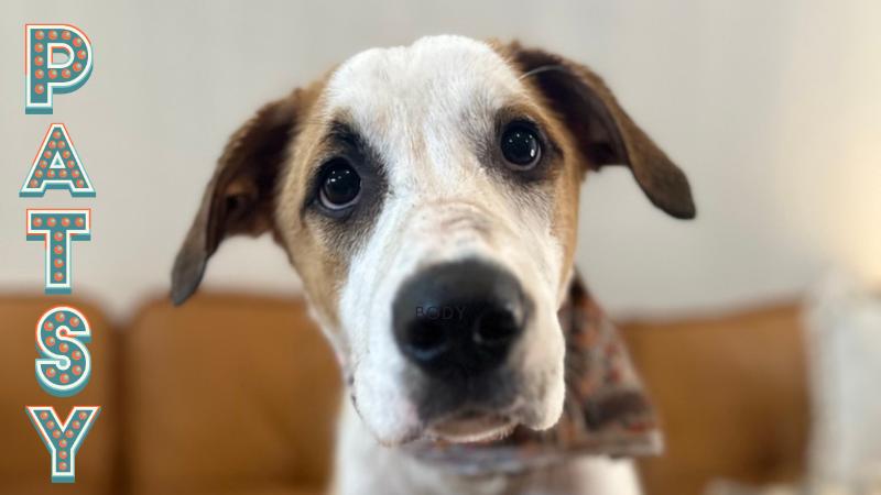 Dog for adoption - Patsy Cline, a Great Pyrenees & Shepherd Mix in ...