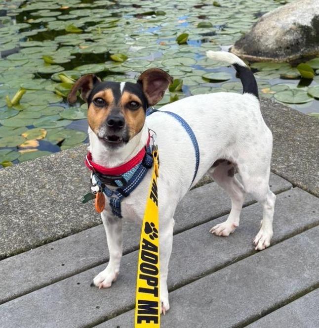 Dog for adoption - Capi, a Jack Russell Terrier & Chihuahua Mix in ...