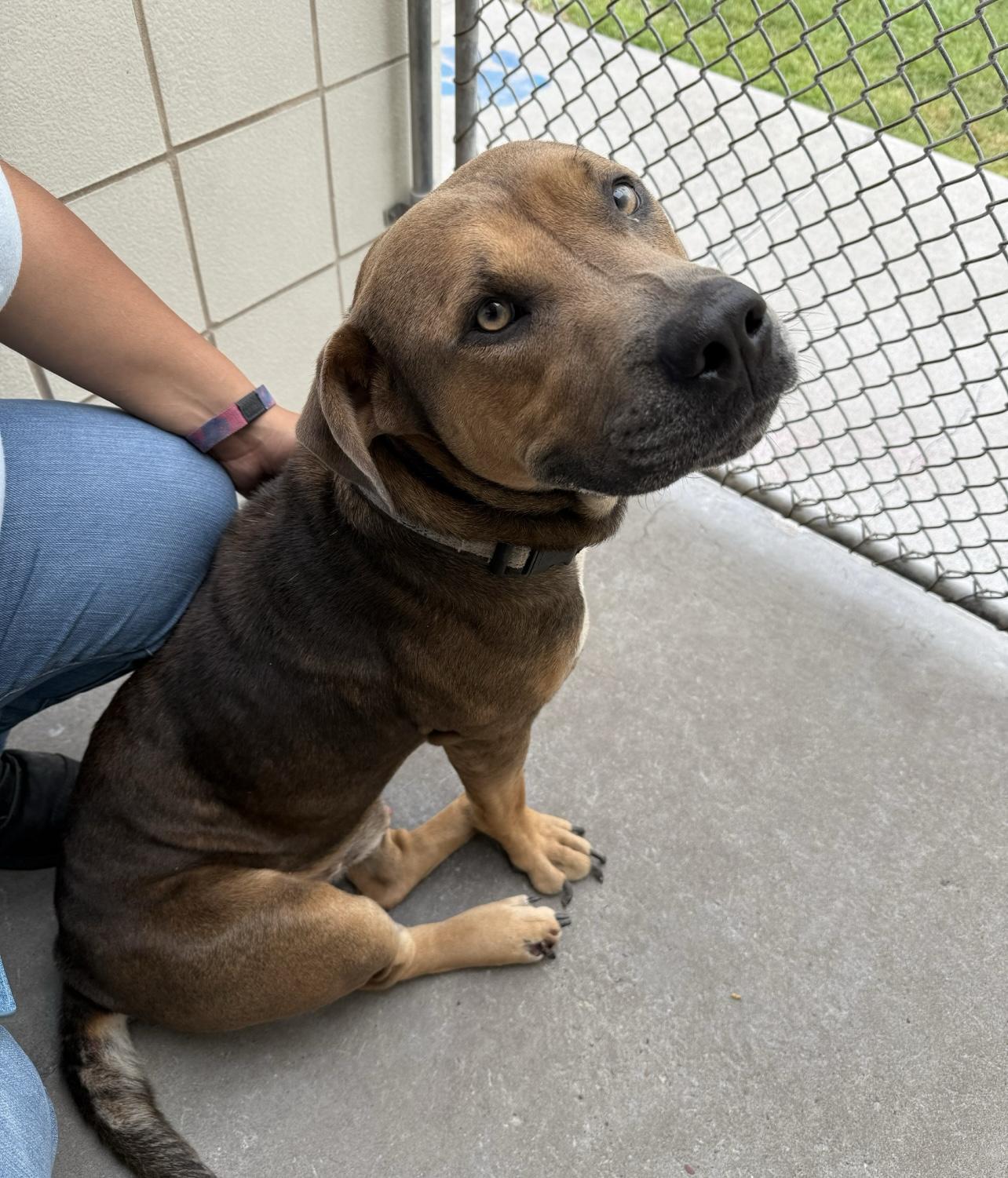 Dog for adoption - Luke (Sweet boy recovering from neglect & a leg ...