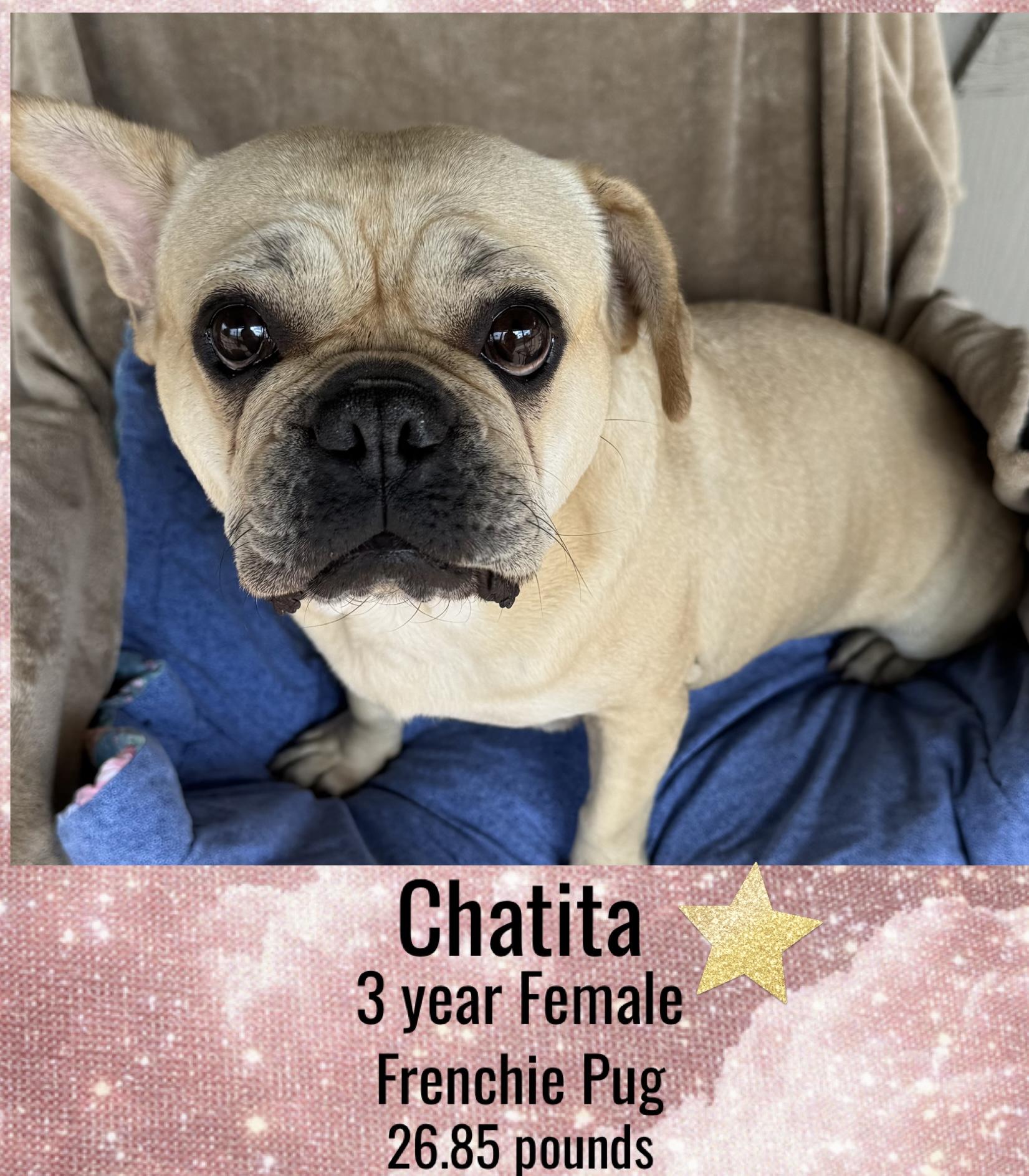 Dog for adoption - CHATITA – 3 YEAR FRENCHIE PUG FEM @ PETCO, 5011 E ...