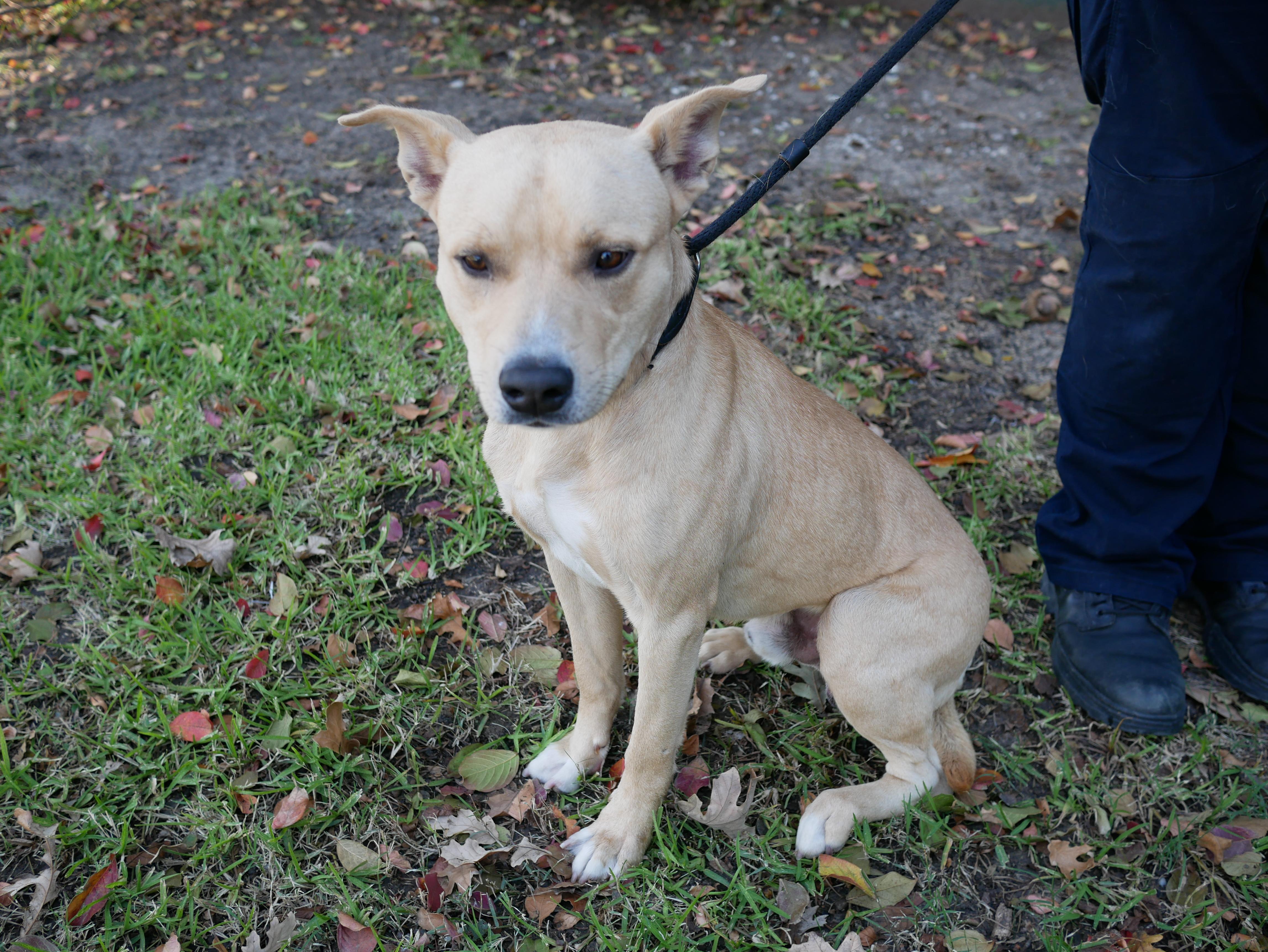 Dog for adoption - Scar, an American Staffordshire Terrier in Allen, TX ...