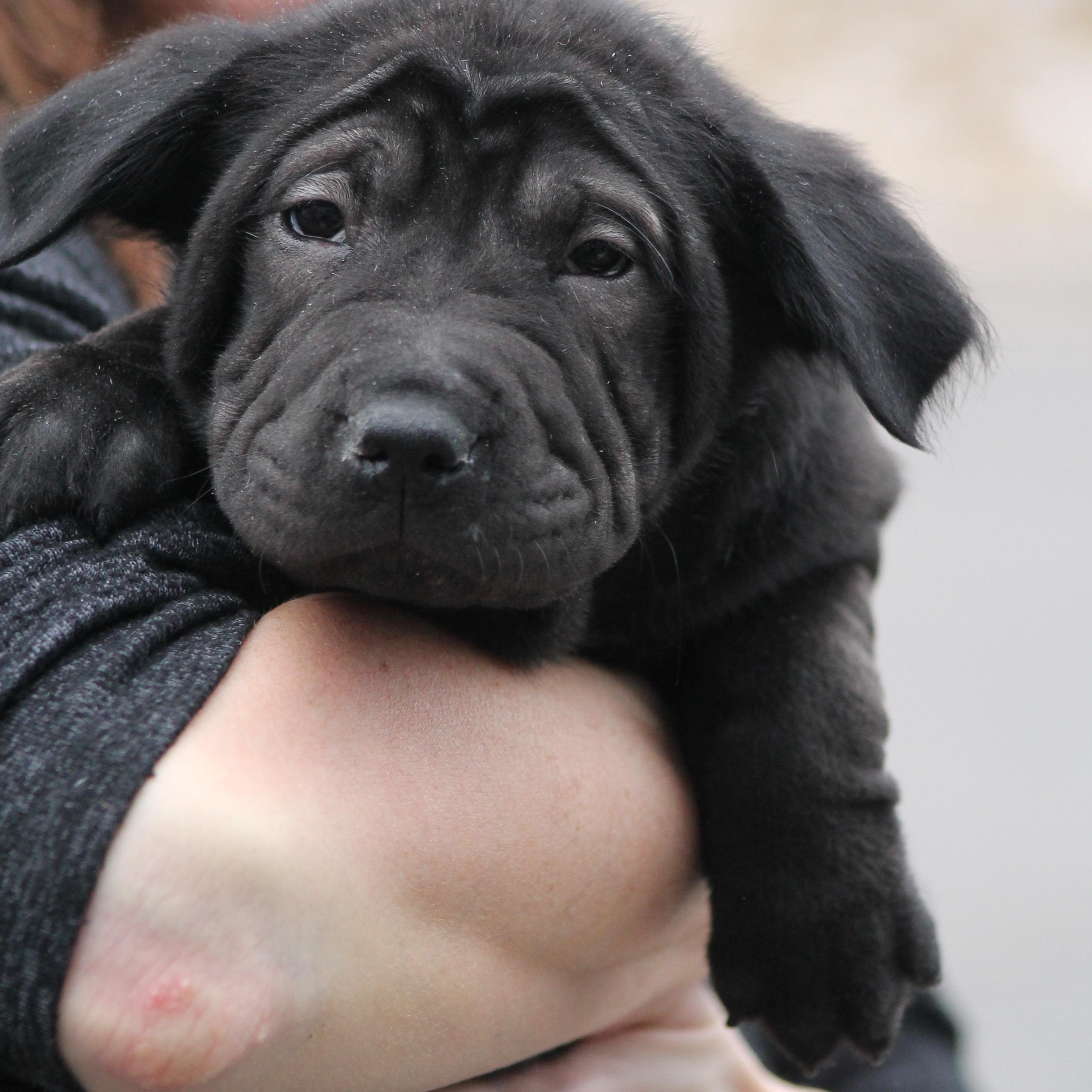 Dog for adoption - Amy, a Shar-Pei in Lemont, IL | Petfinder