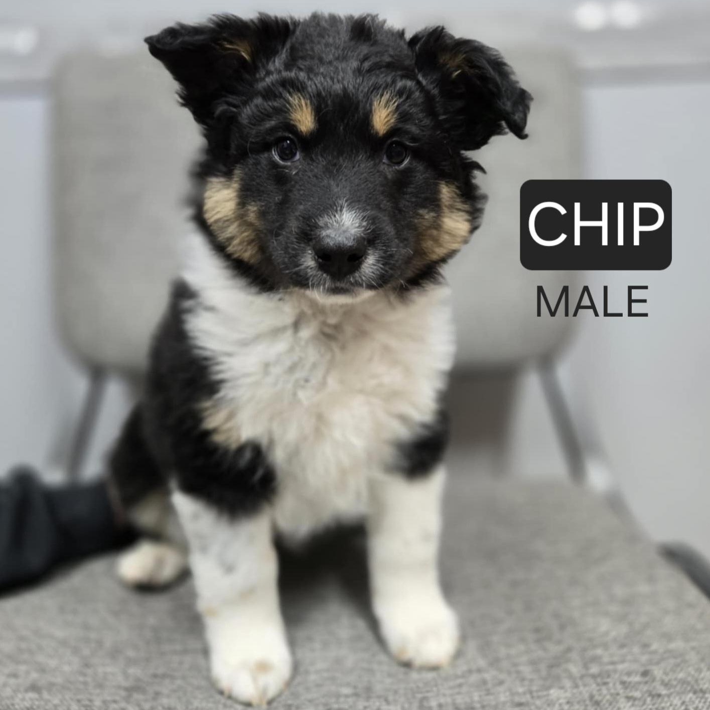 Dog for adoption - Chip, an Australian Shepherd Mix in Rice Lake, WI ...