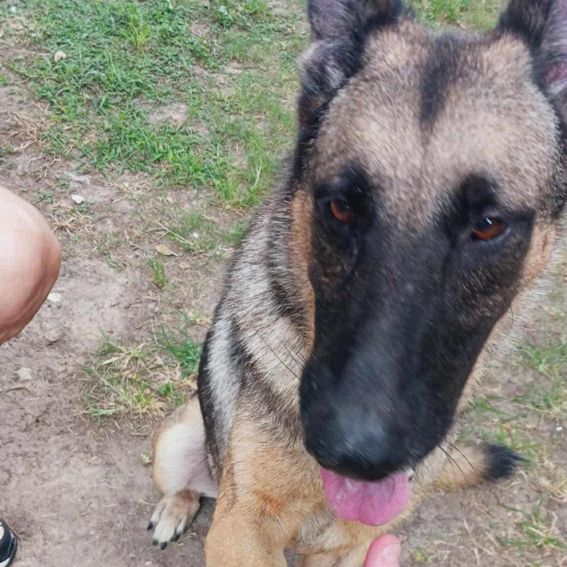 Dog for adoption - Maxwell, a German Shepherd Dog in Billings, MT ...