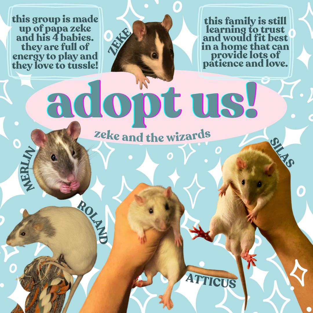 Rat for adoption - Zeke, Merlin, Silus, Atticus, Roland, a Rat in ...