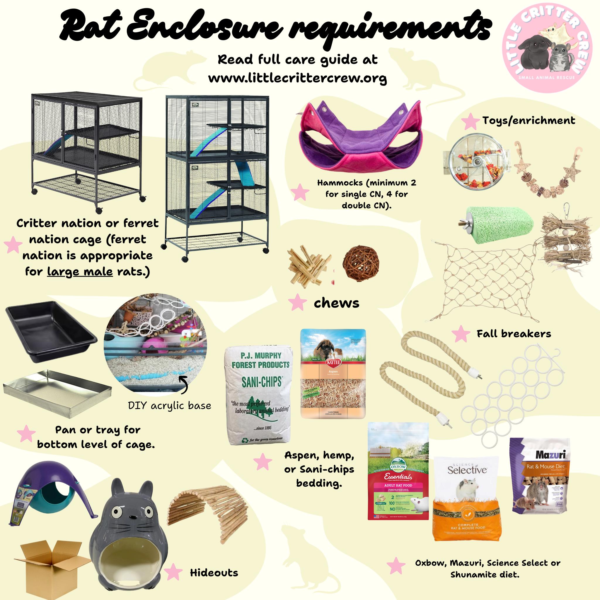 Rat for adoption - Zeke, Merlin, Silus, Atticus, Roland, a Rat in Eugene, OR | Petfinder