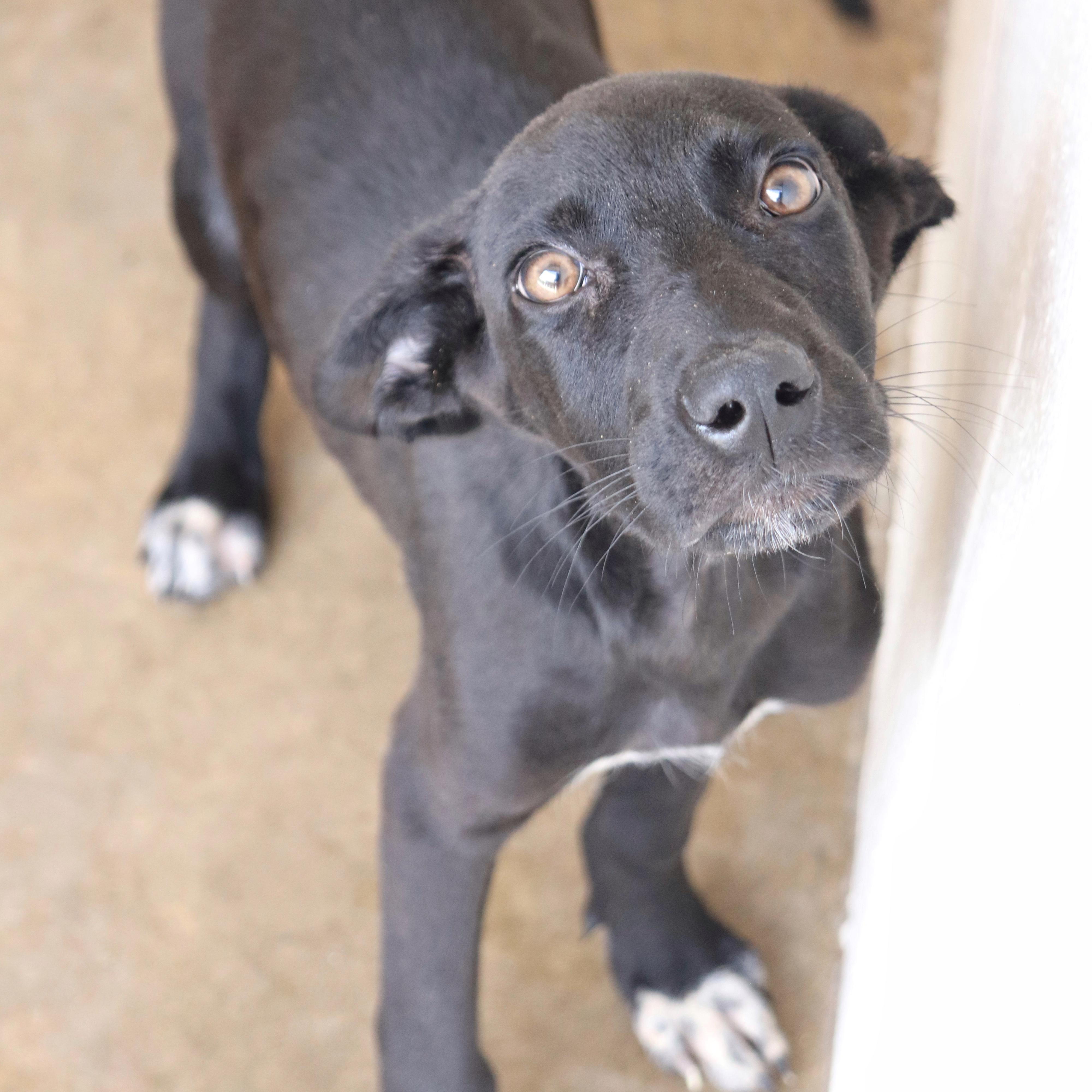 Dog for adoption - Eric #10382, a Black Labrador Retriever Mix in ...