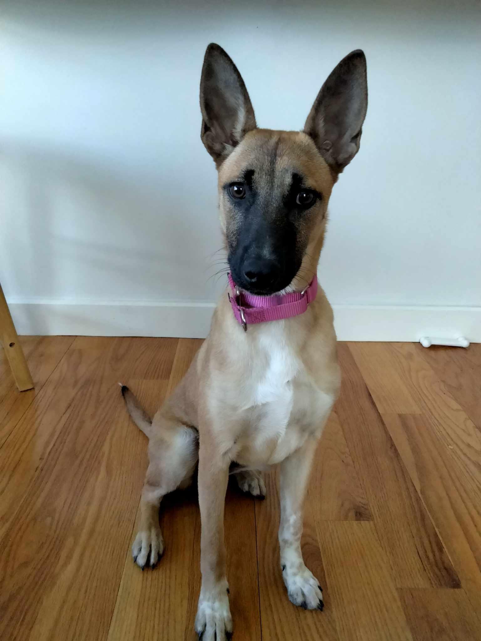 Dog for adoption - Diamond, a Feist Mix in Cranston, RI | Petfinder