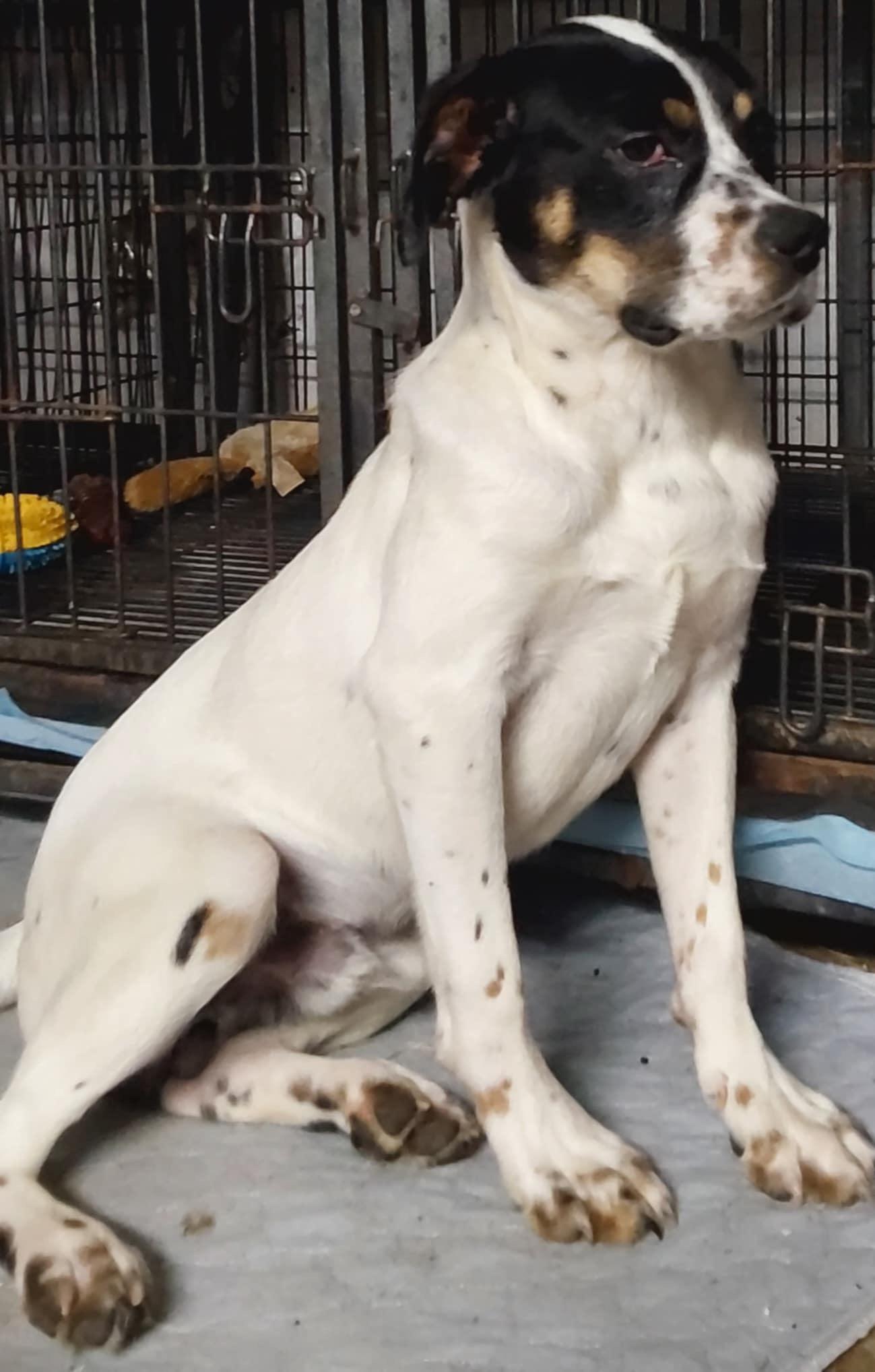 Dog for adoption - Costello, a Boxer & Pointer Mix in Merrick, NY ...