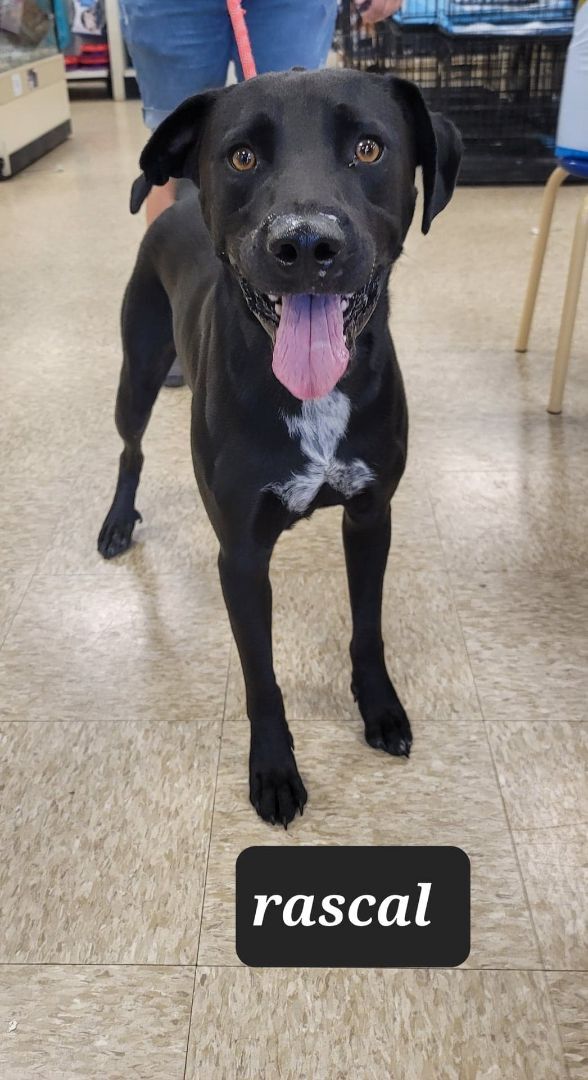 Dog for adoption - Rascal, a Labrador Retriever & Cattle Dog Mix in ...
