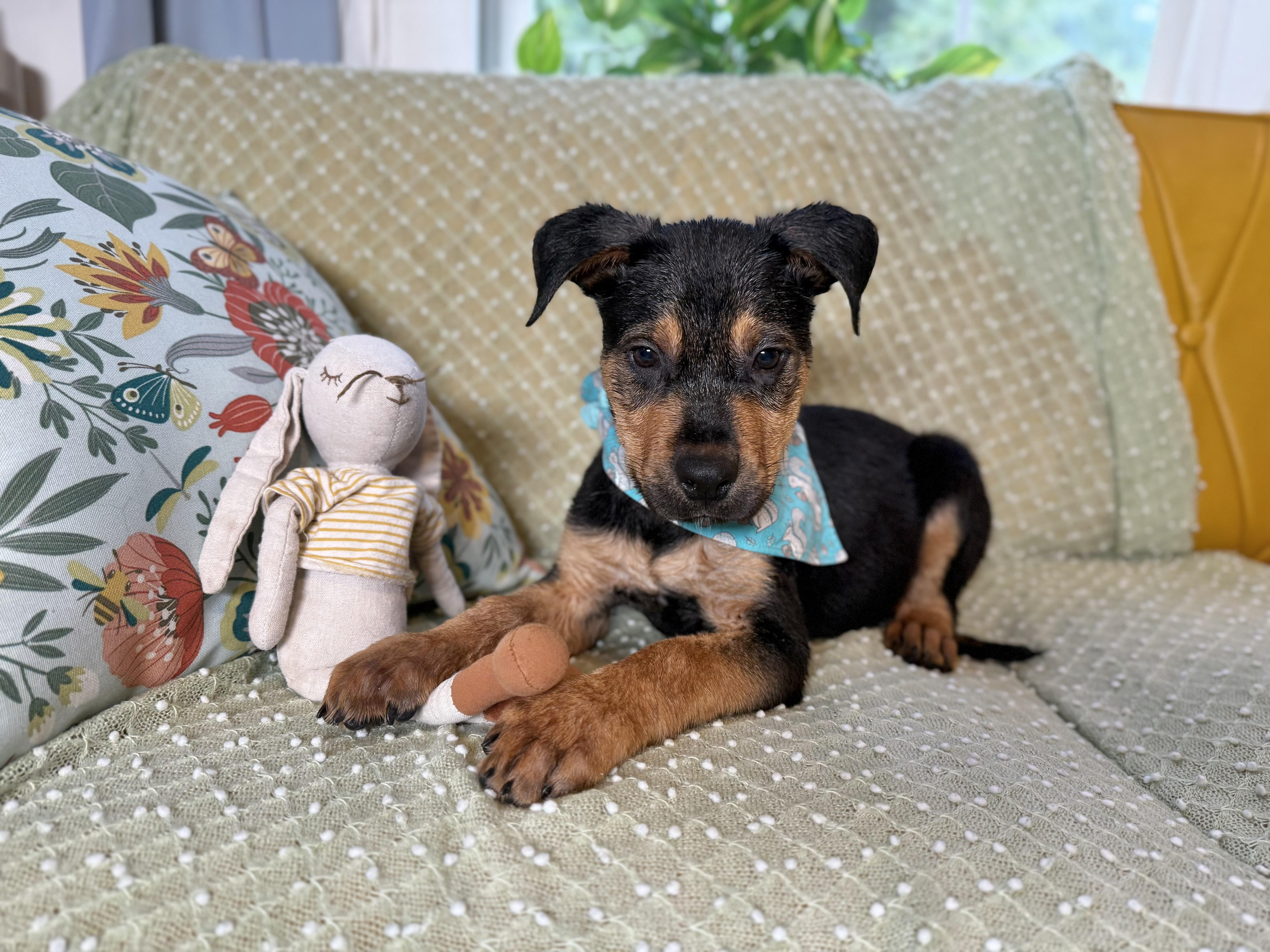 Dog for adoption - Huey Russell, a Rottweiler & Labrador Retriever Mix ...