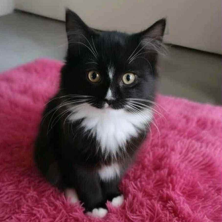 Cat for adoption - Frances (Frankie), a Domestic Long Hair in Livonia ...