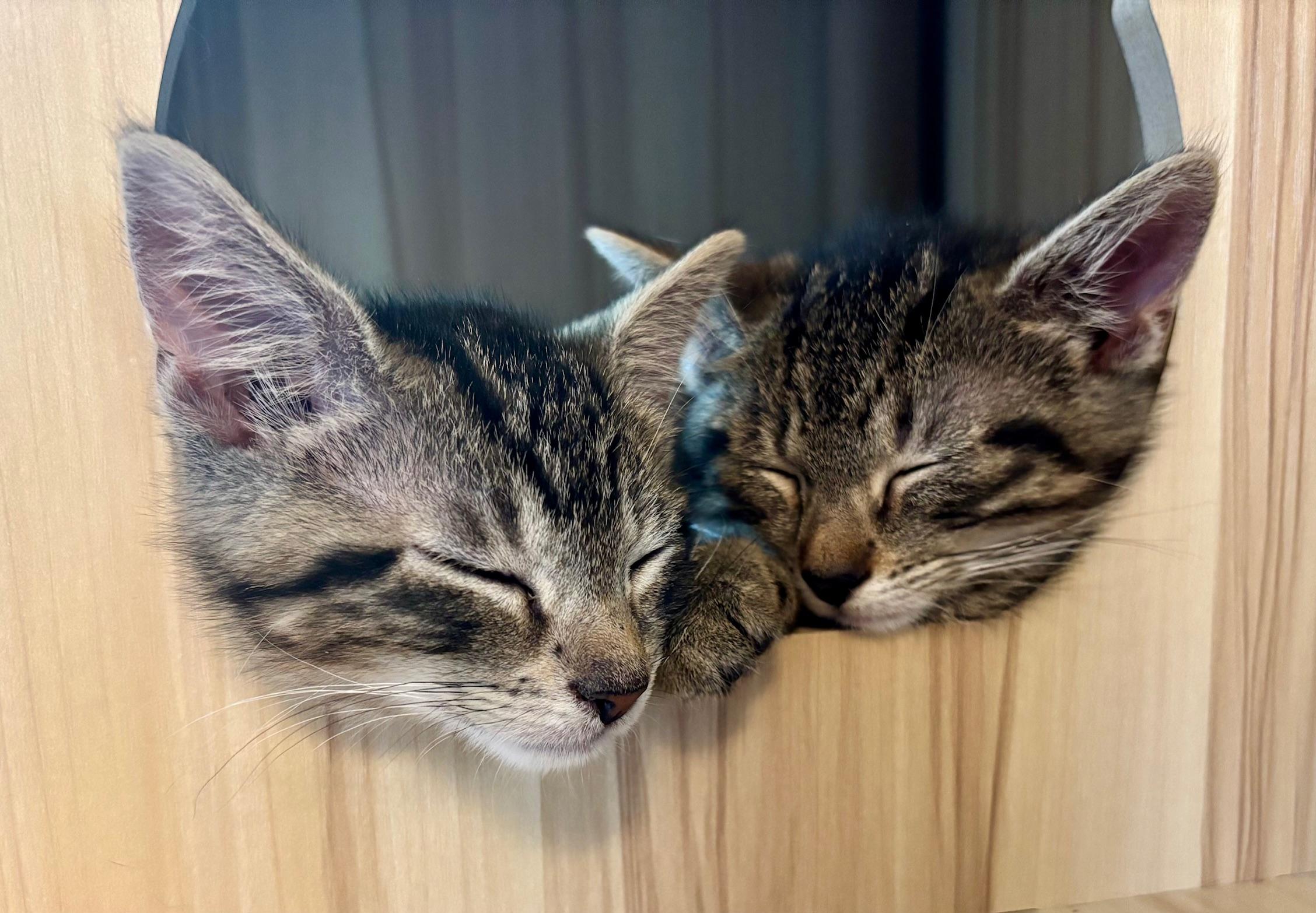 Cat for adoption - BEAMER, a Domestic Short Hair in Highland Park, NJ ...