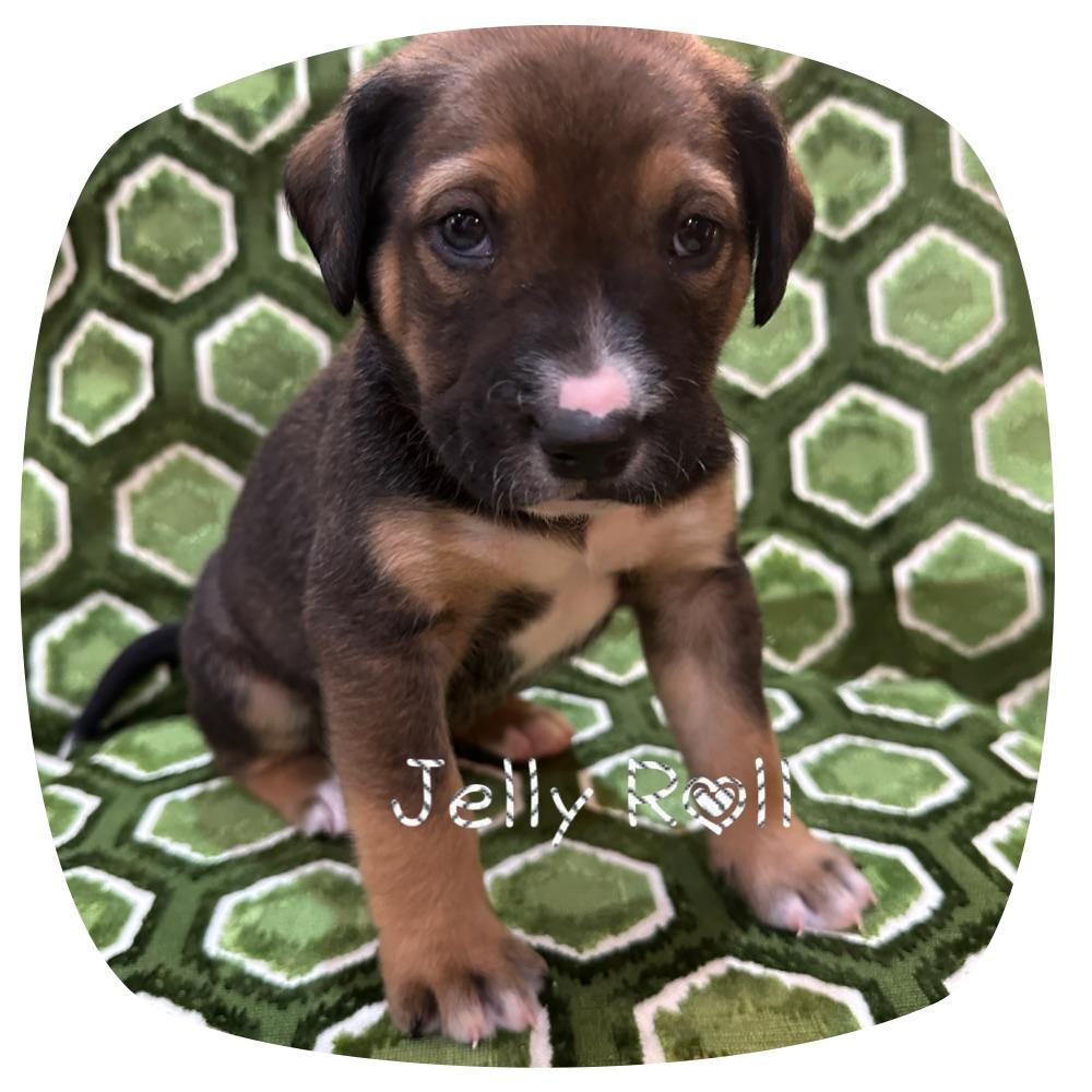 Dog for adoption - Jelly Roll, a Labrador Retriever in New Orleans, LA | Petfinder