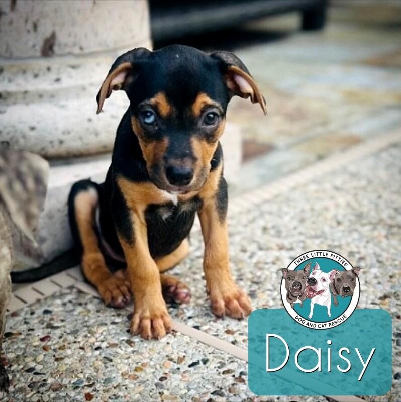 Dog for adoption - Daisy Ann Marie, an American Staffordshire Terrier ...