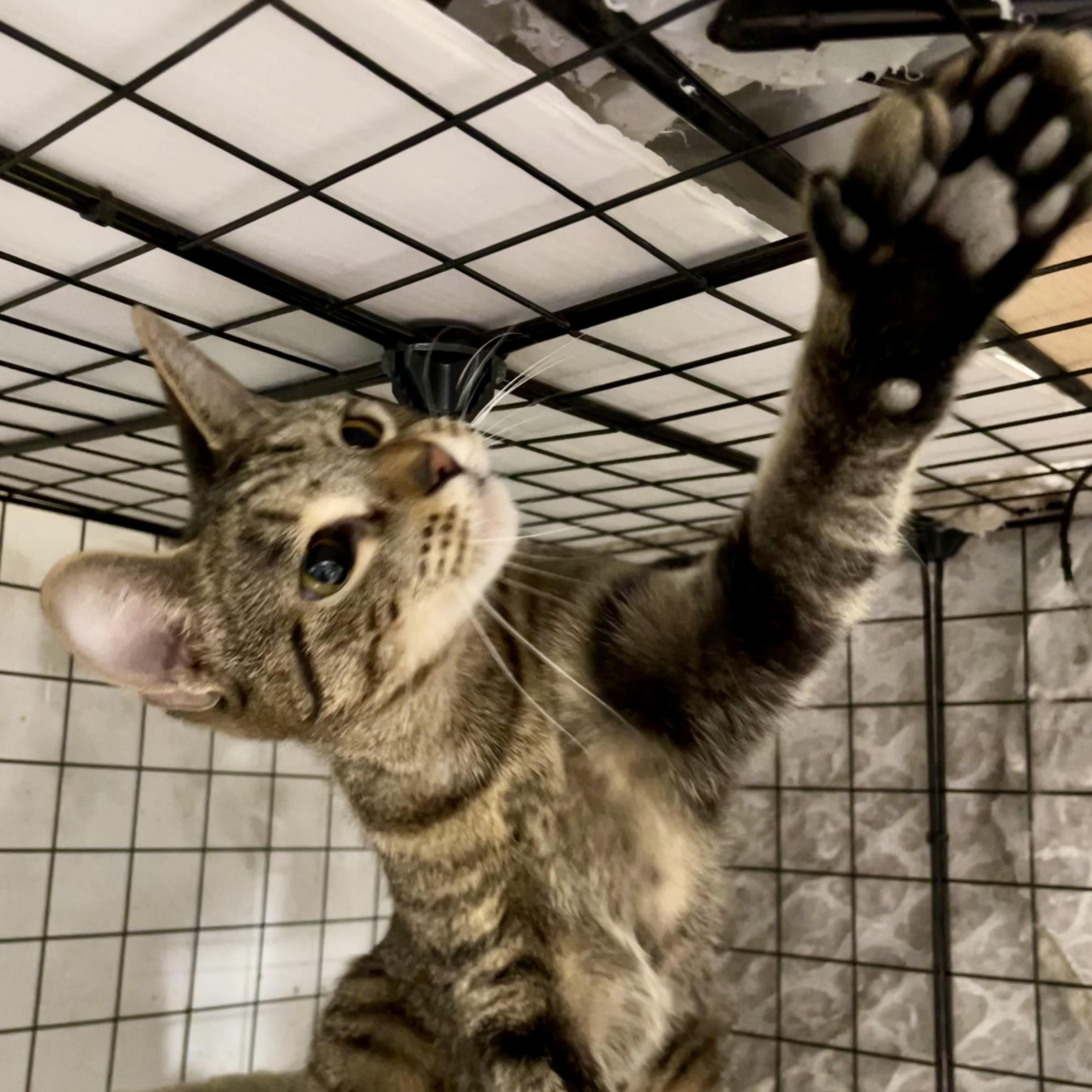 Cat Adoption in Bronx NY - Bronx Tails