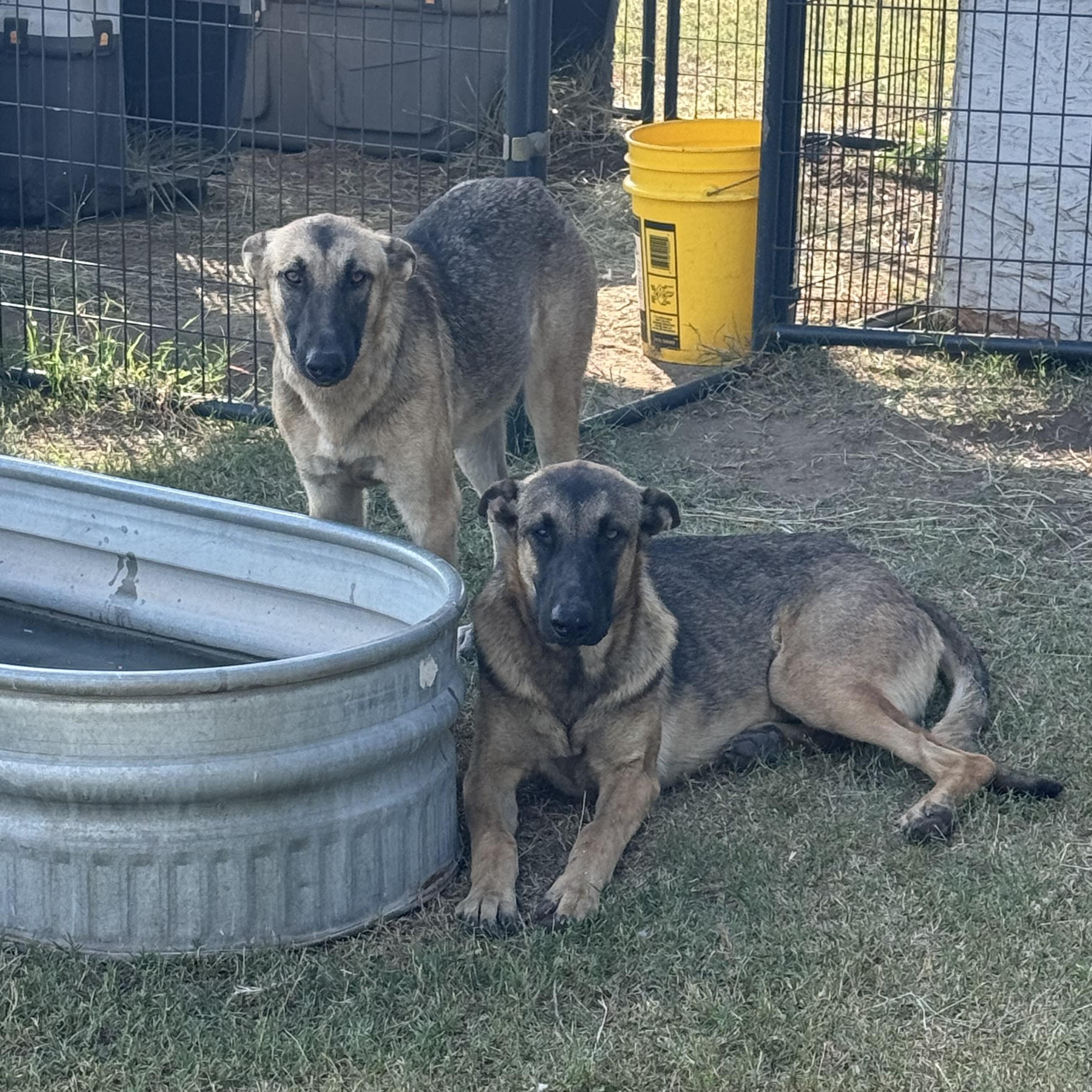 Dog for adoption - Raven, a German Shepherd Dog in St. Louis, MO ...