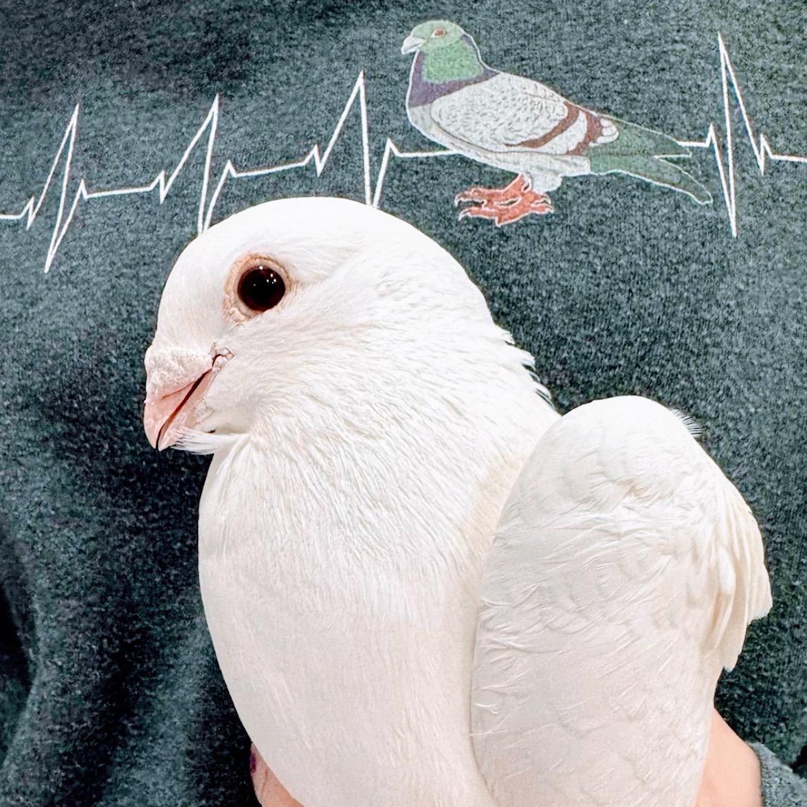 Dove for adoption - Zazu, a Pigeon in Chicago, IL | Petfinder