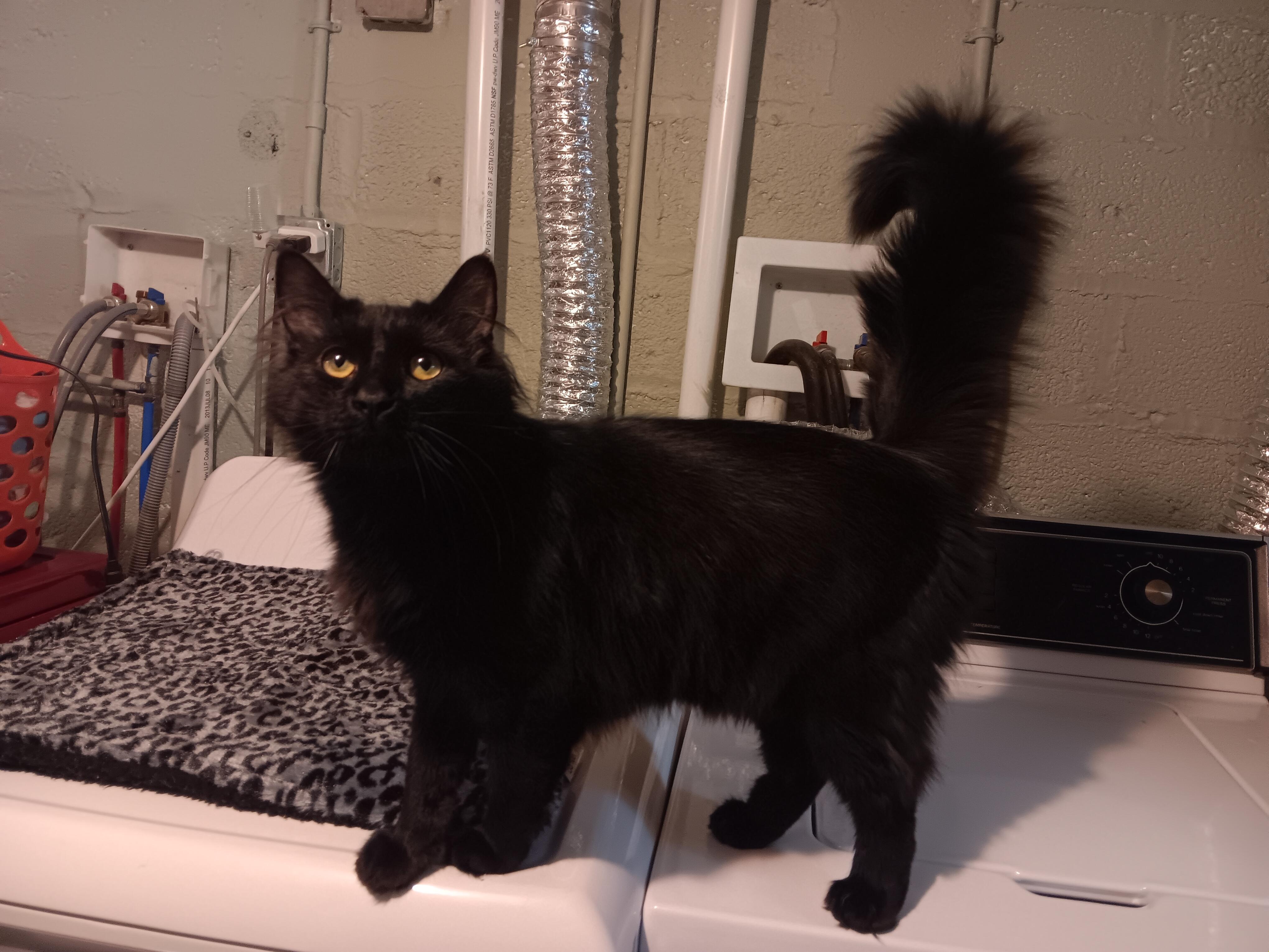 Cat for adoption - Danny the long haired hunk, a Domestic Long Hair in ...