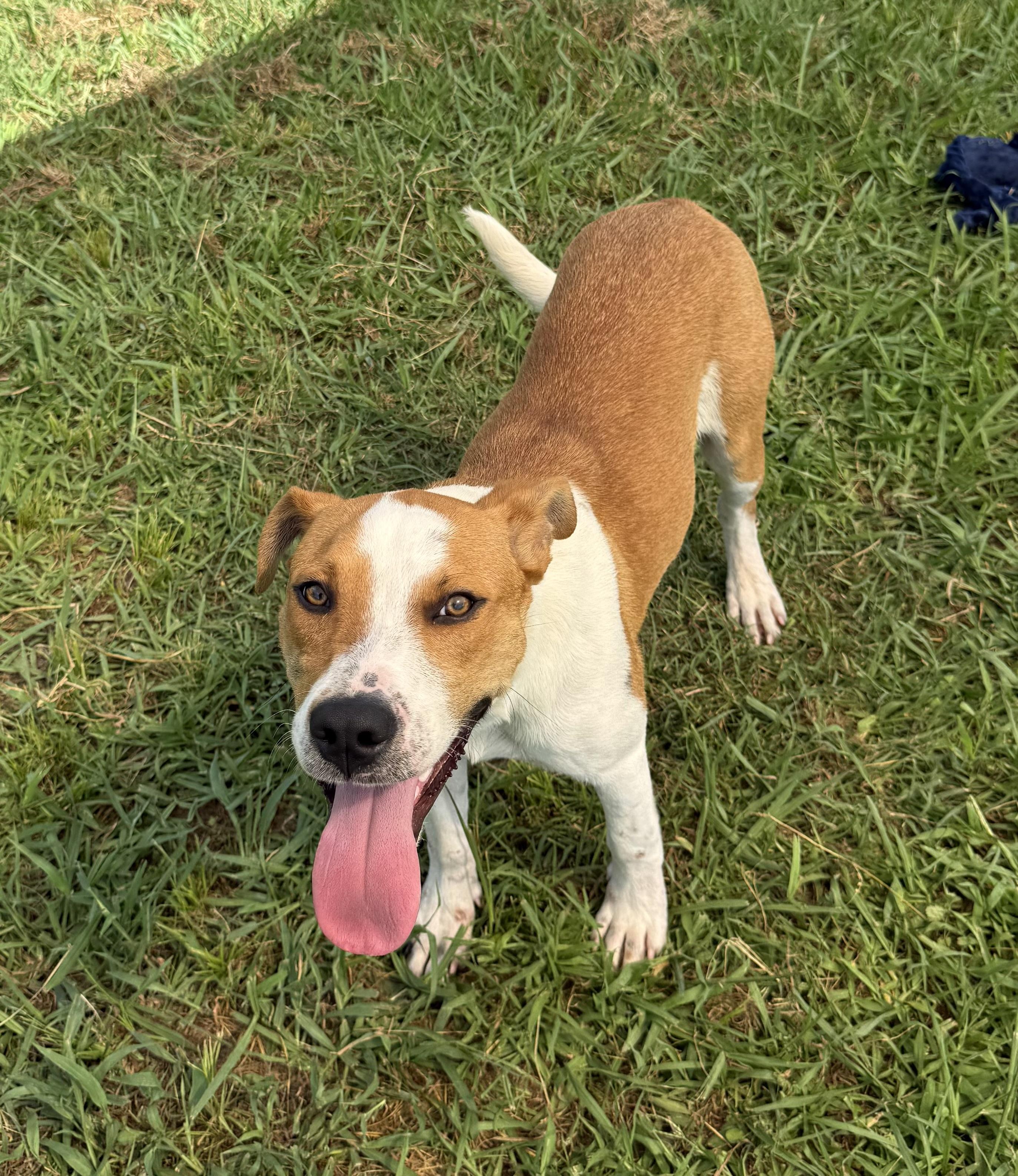 Dog for adoption - Joe, a German Shorthaired Pointer Mix in Roanoke, VA ...