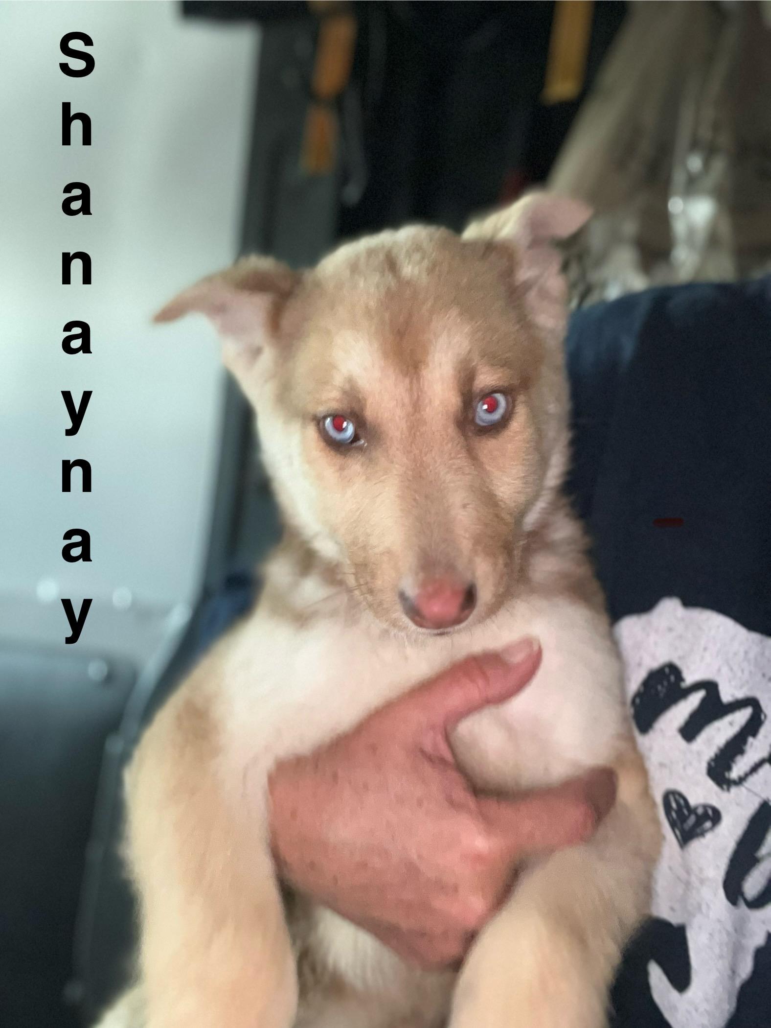 Dog for adoption - Shanaynay, a Siberian Husky Mix in Harrison, ME ...